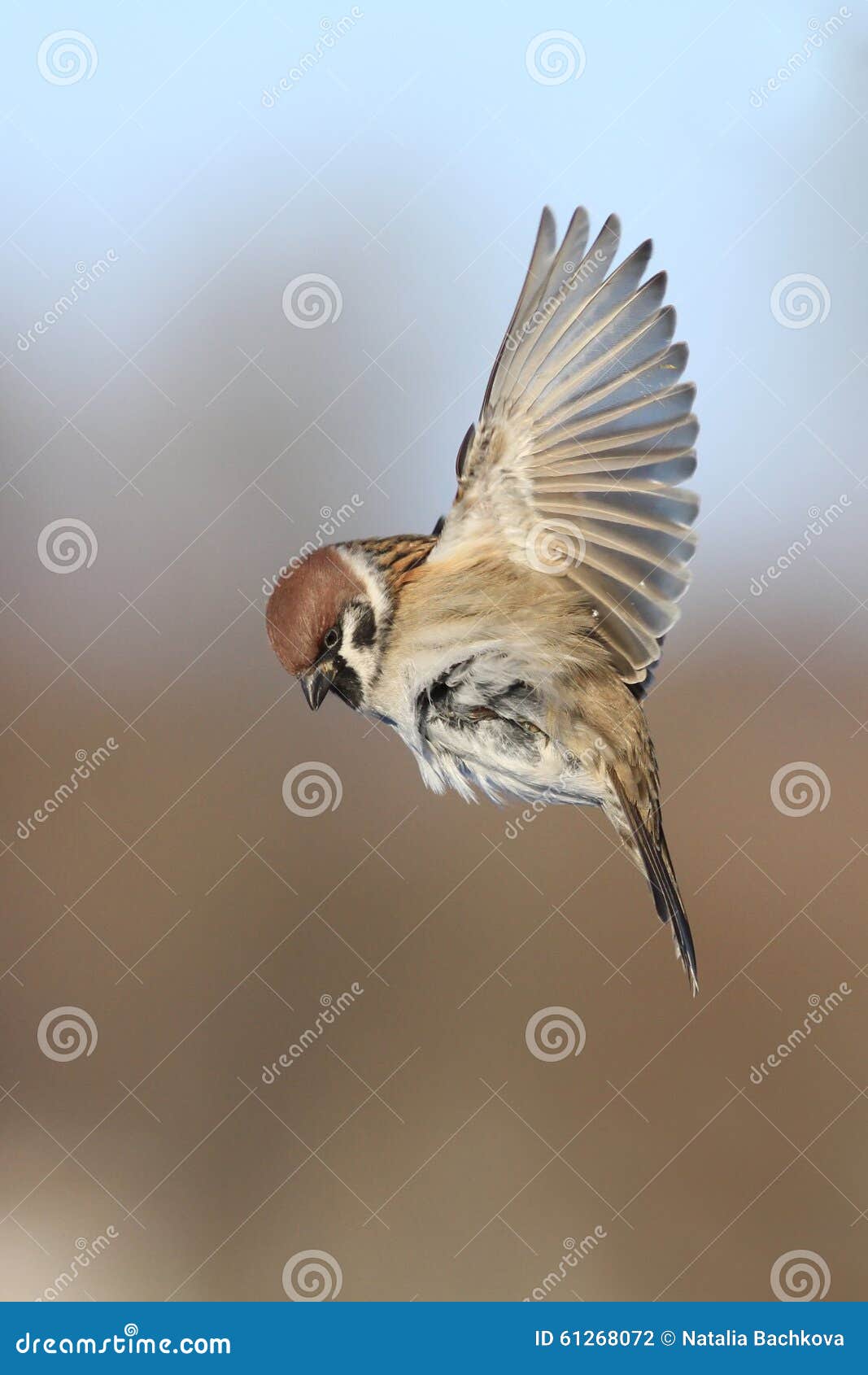 Vliegende mus stock foto. Image of veren, maas, aantoont - 61268072