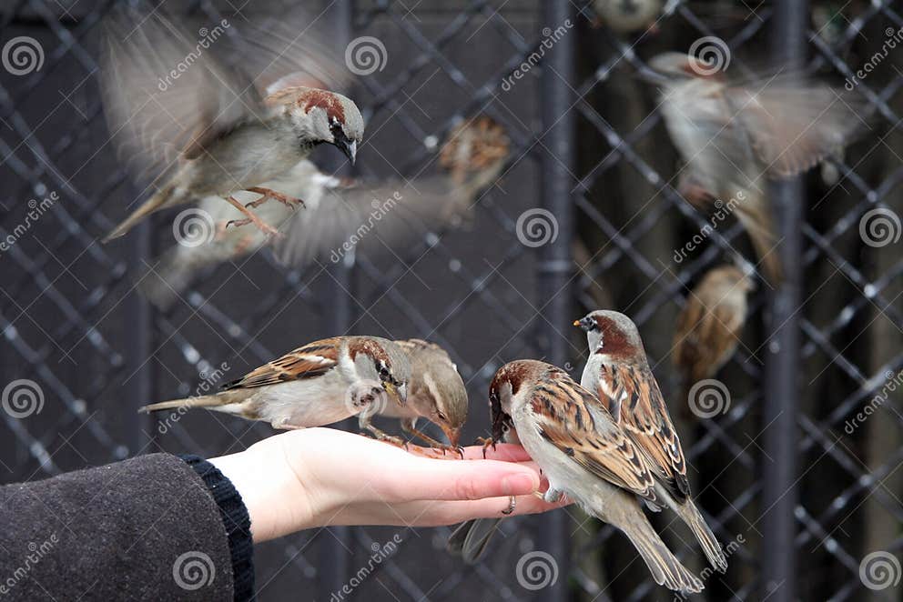 Vliegende mussen stock afbeelding. Image of brood, omheining - 11597865