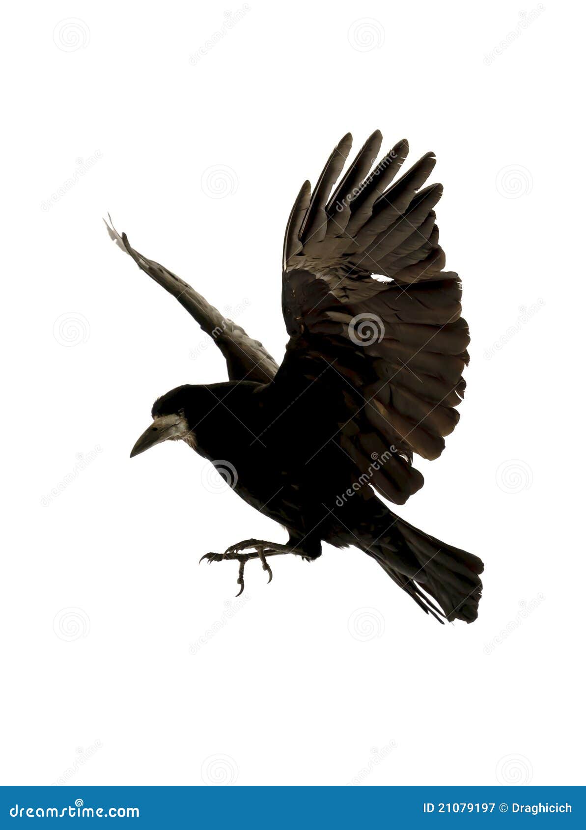 Vliegende raaf stock afbeelding. Image of veer, veren - 21079197
