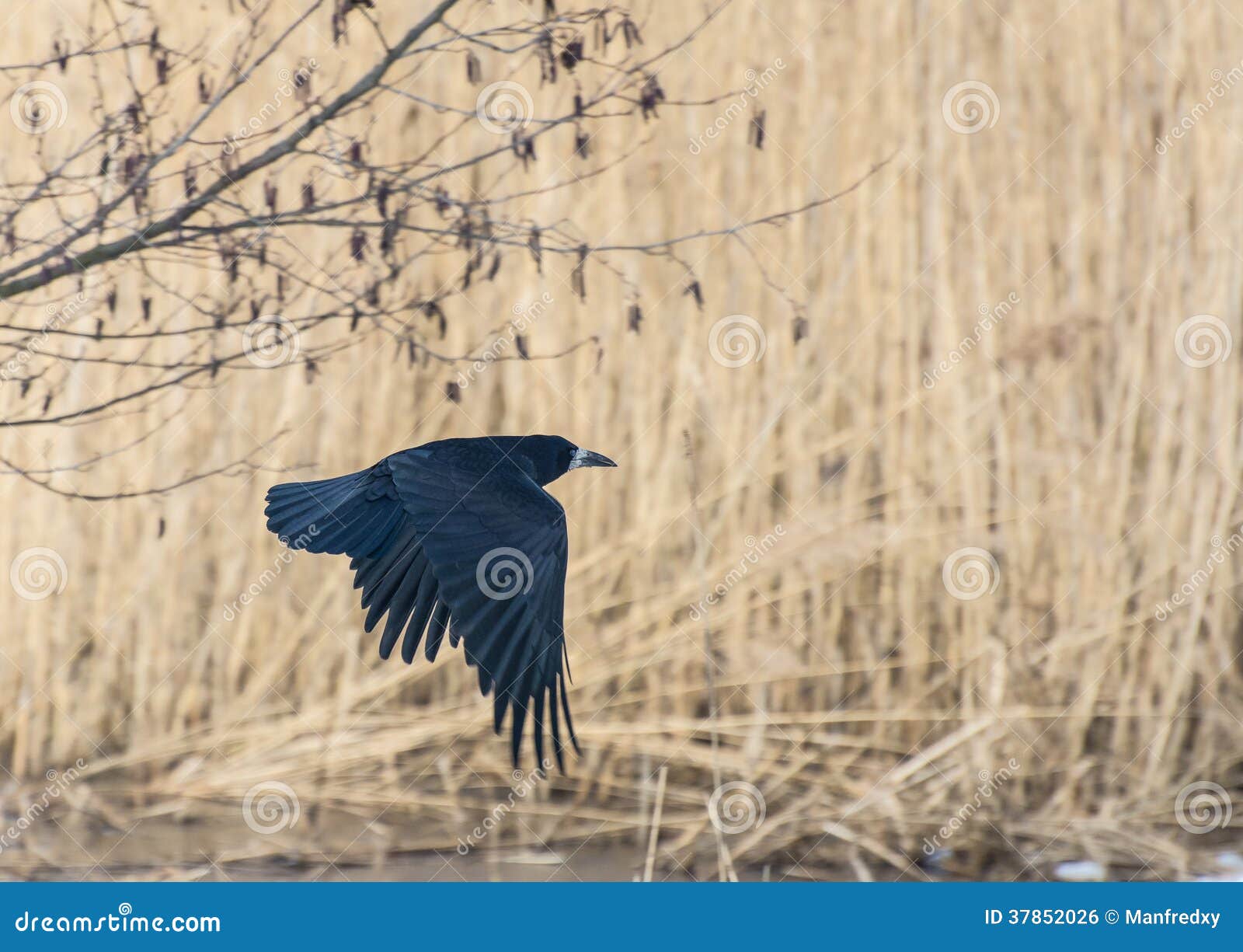 Vliegende Raaf stock foto. Image of vlieg, boom, riet - 37852026