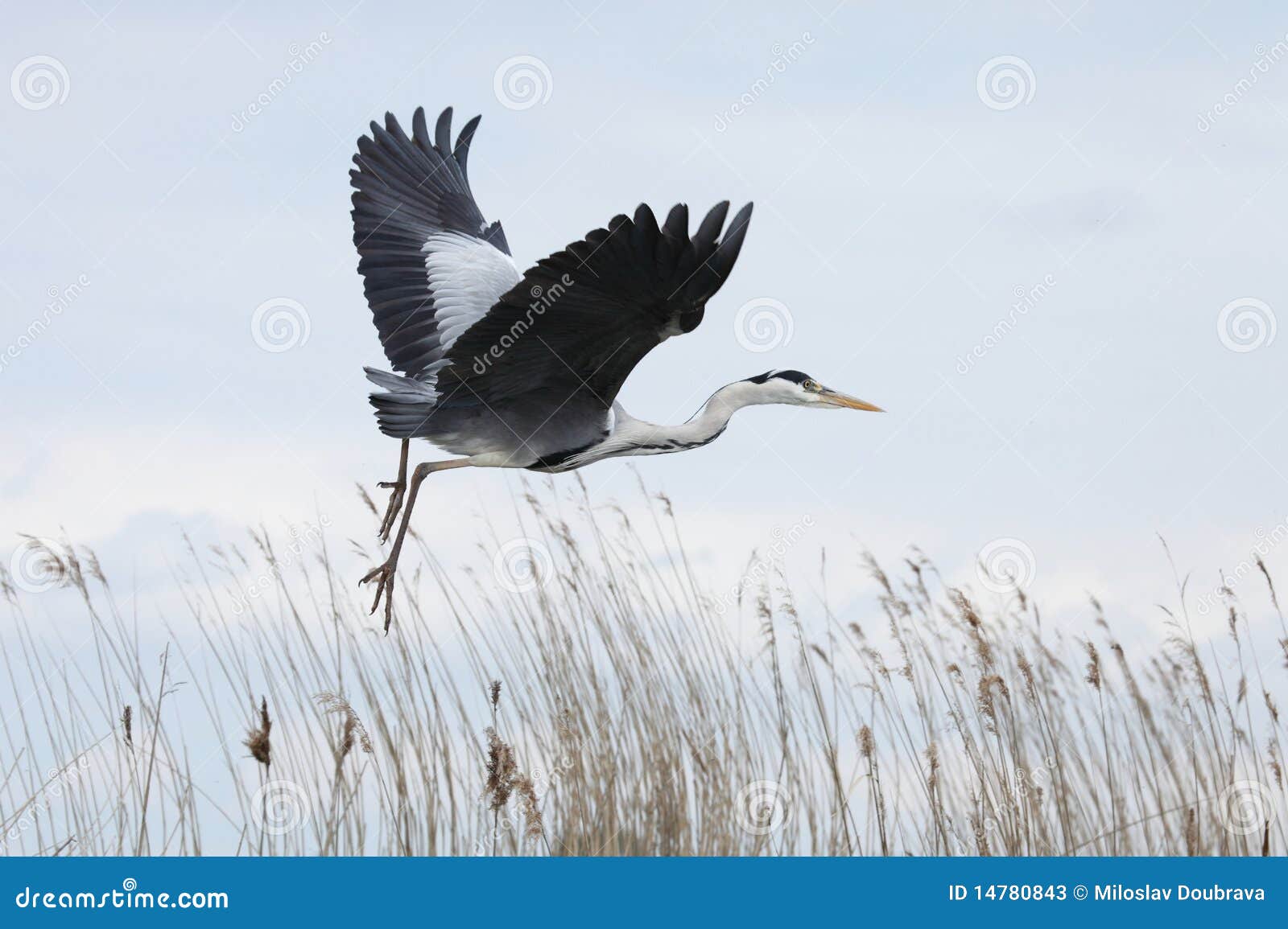 Vliegende reiger stock afbeelding. Image of nederland - 14780843