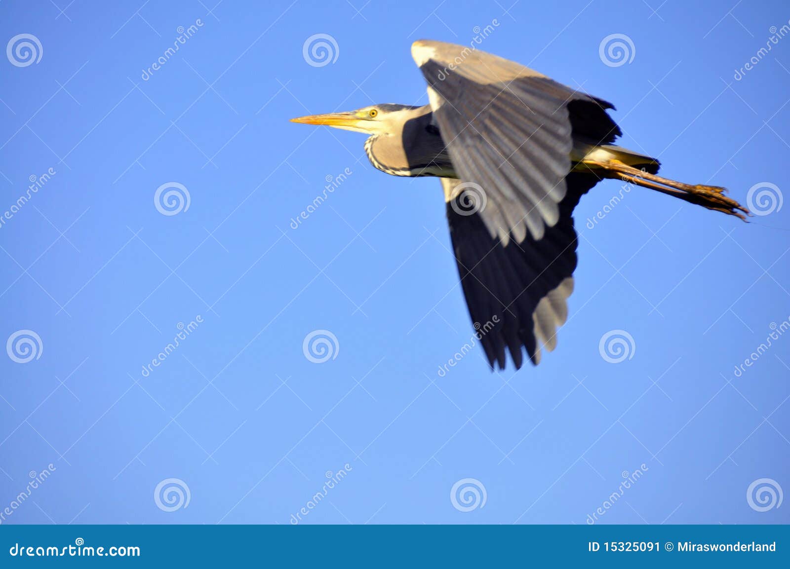 Vliegende Reiger stock afbeelding. Image of vogel, kruid - 15325091