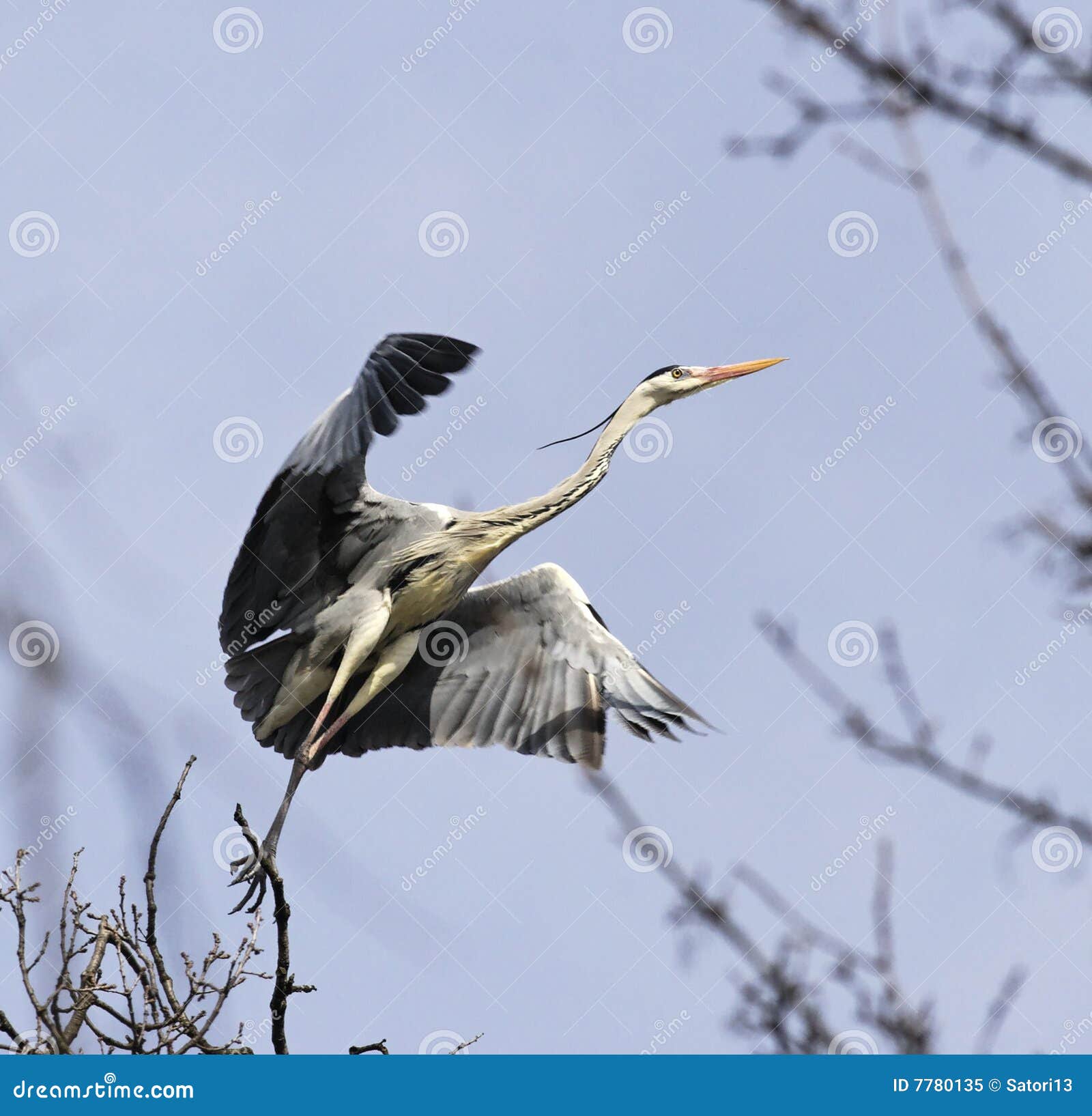 Vliegende Reiger stock afbeelding. Image of parken, kruid - 7780135