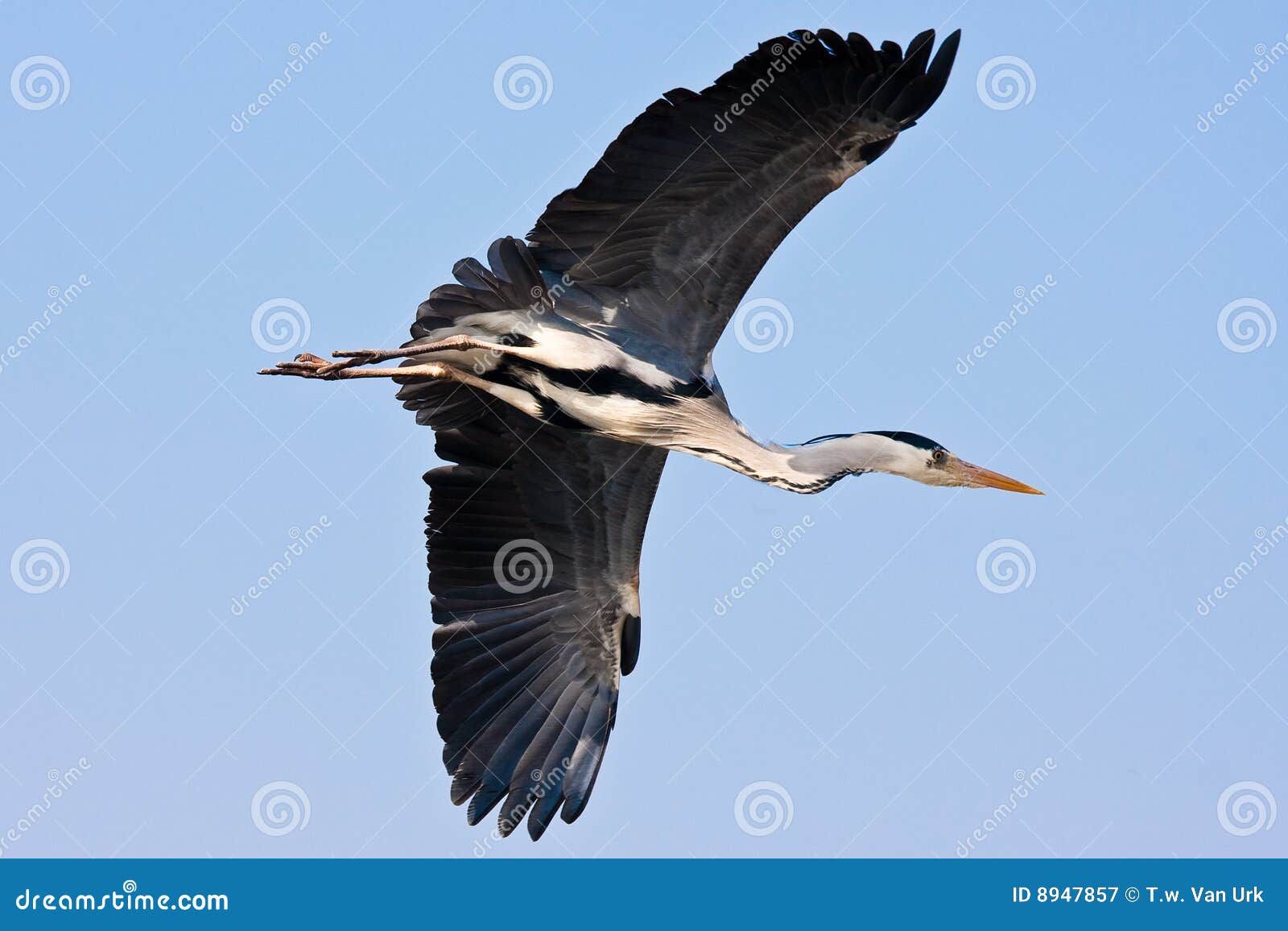 Vliegende reiger stock afbeelding. Image of draagwijdte - 8947857