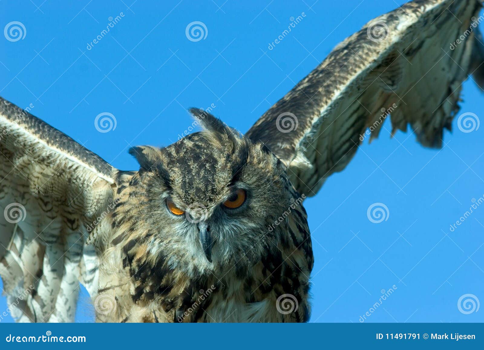 Vliegende uil stock afbeelding. Image of vleugels, visie - 11491791