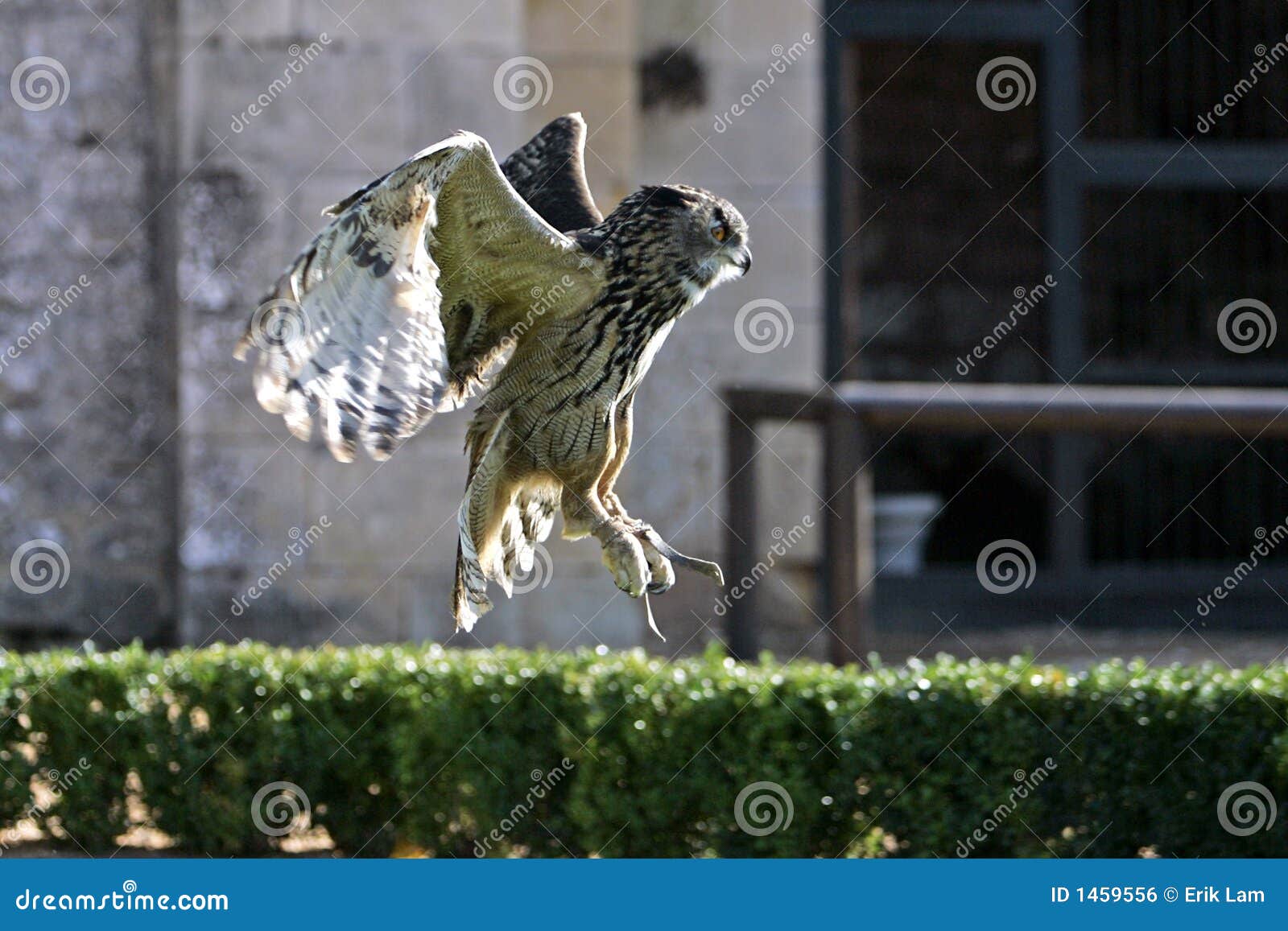 Vliegende uil stock foto. Image of vogel, observateur - 1459556