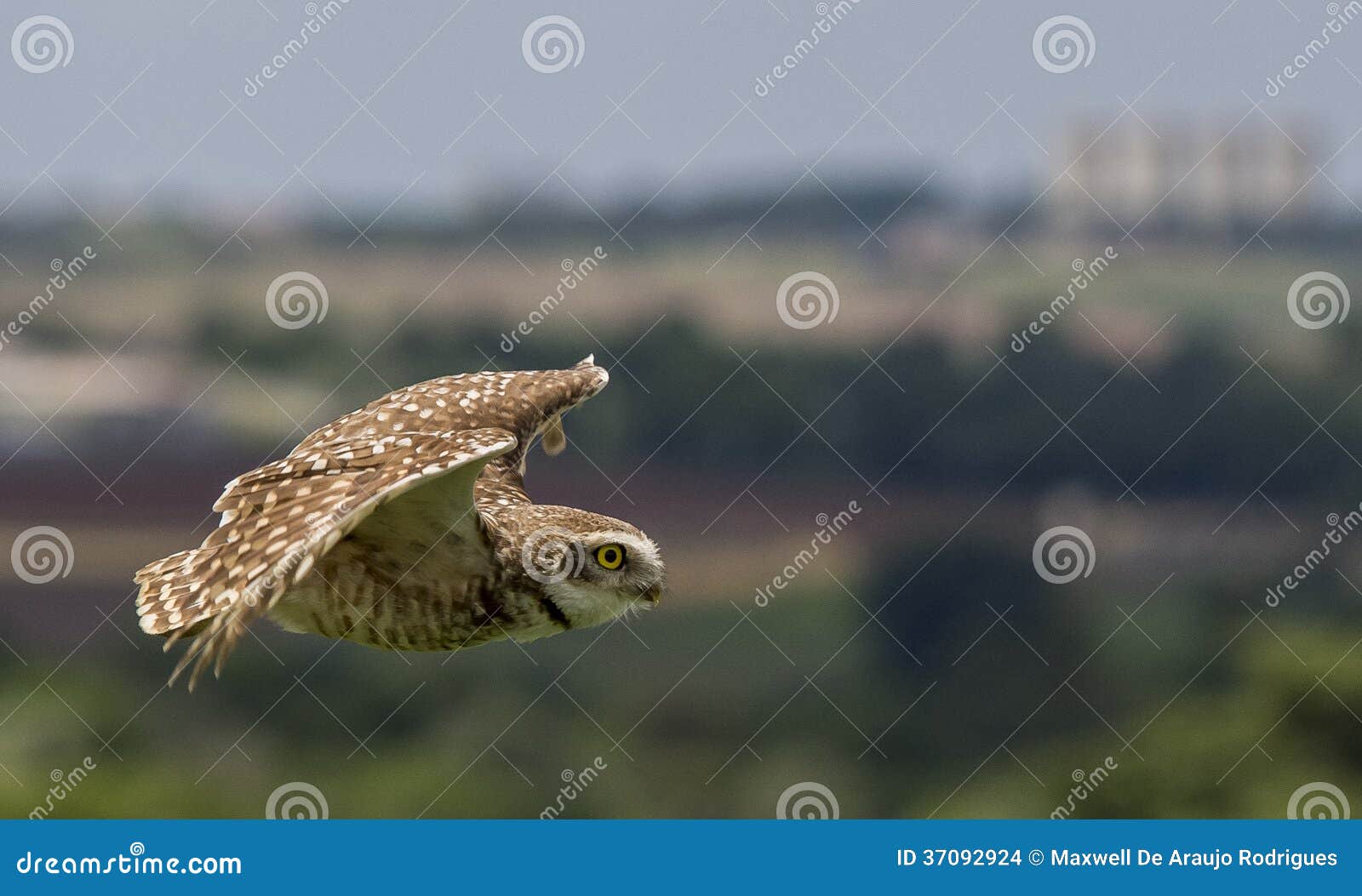 Vliegende uil stock foto. Image of gezichts, kijk, alarm - 37092924