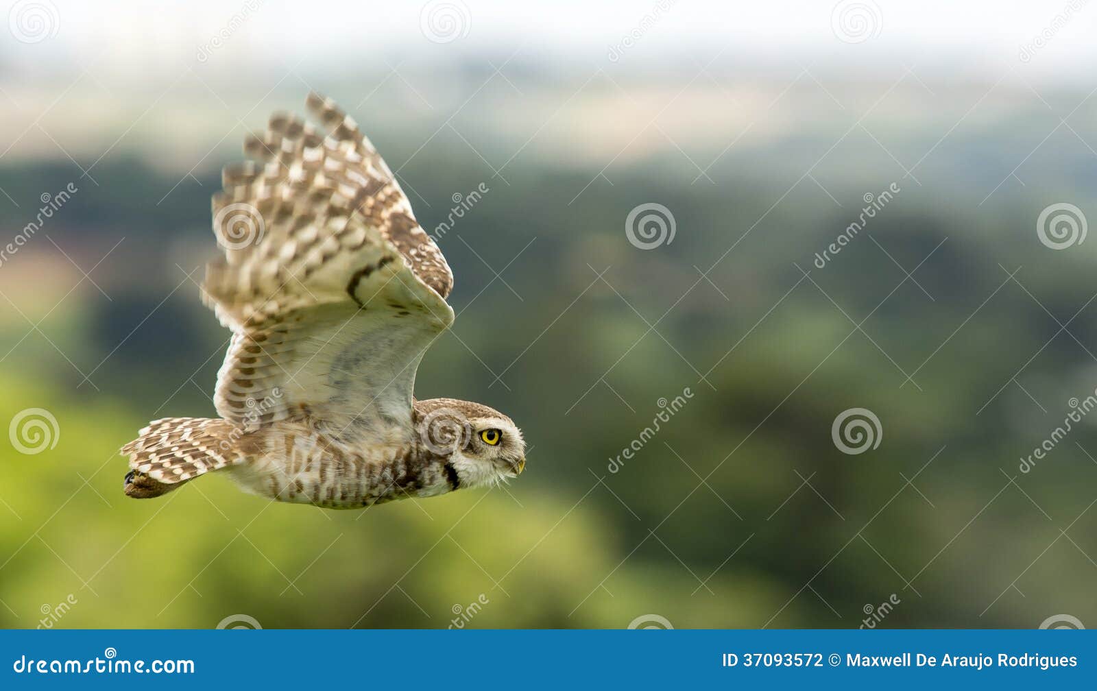 Vliegende uil stock foto. Image of gezichts, veer, vogel - 37093572