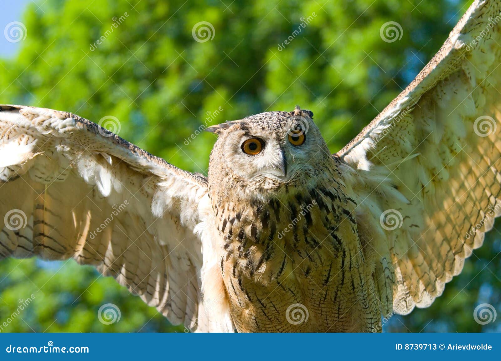 Vliegende uil stock afbeelding. Image of nave, vogel, jager - 8739713