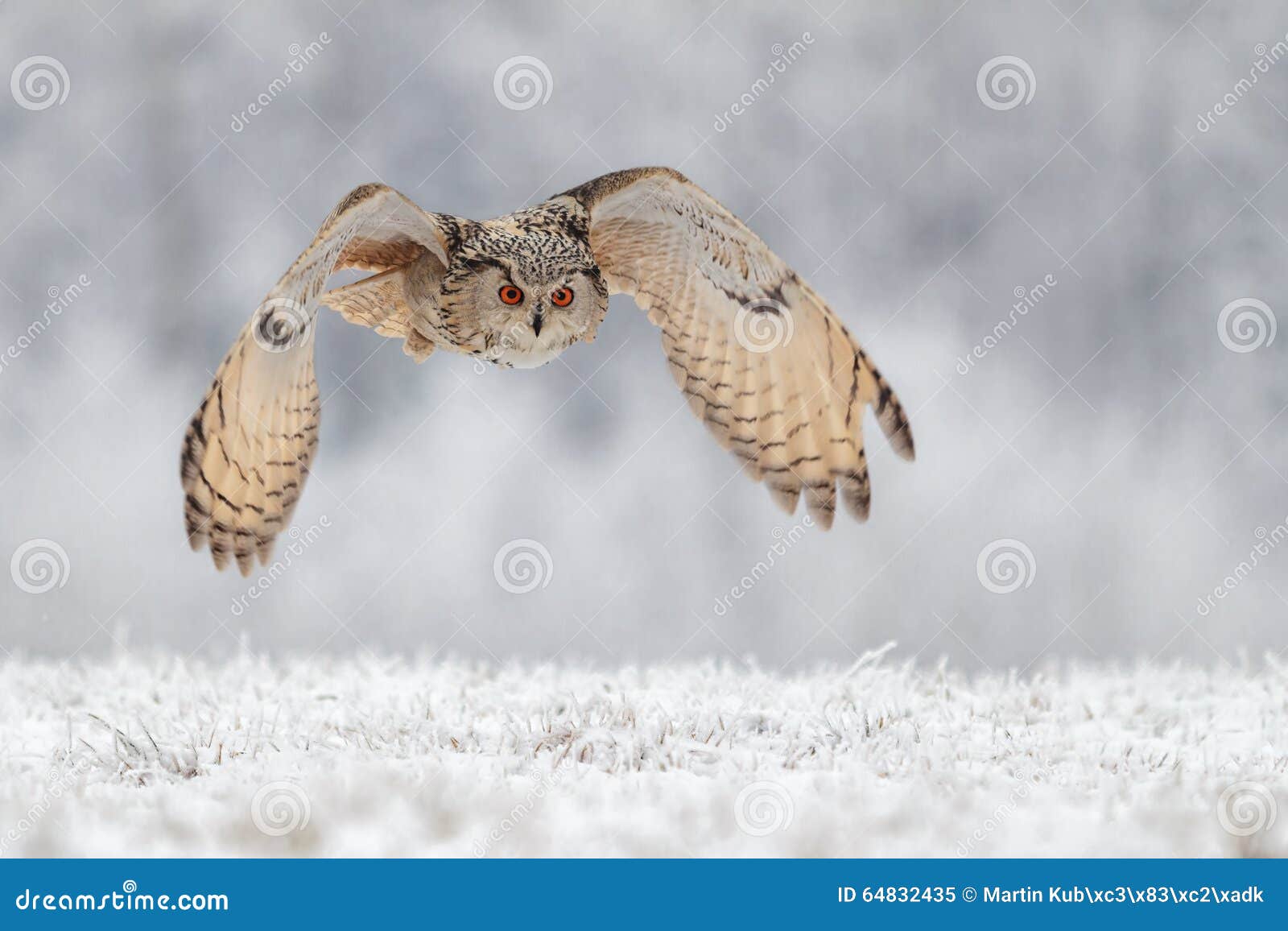 Vliegende uil in sneeuw stock afbeelding. Image of wolk - 64832435