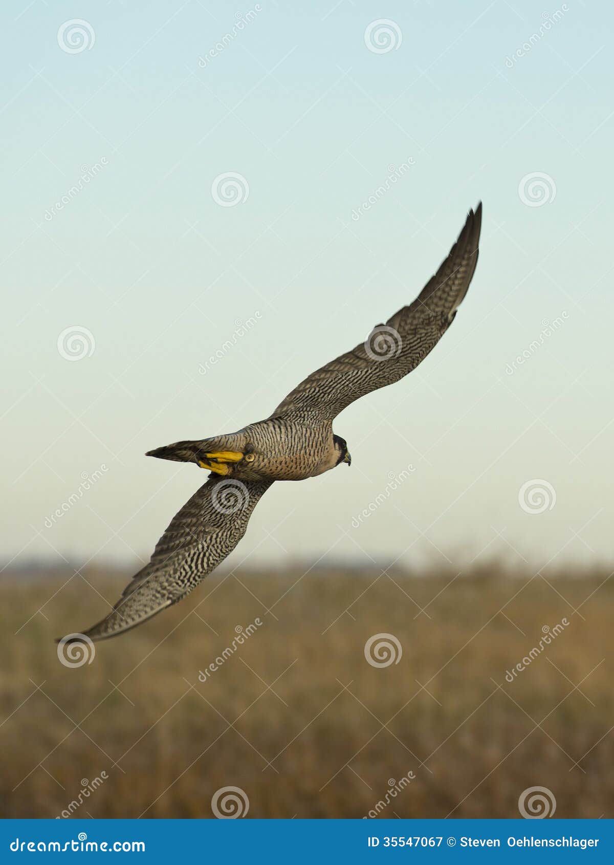 Vliegende Valk stock afbeelding. Image of valk, jager - 35547067