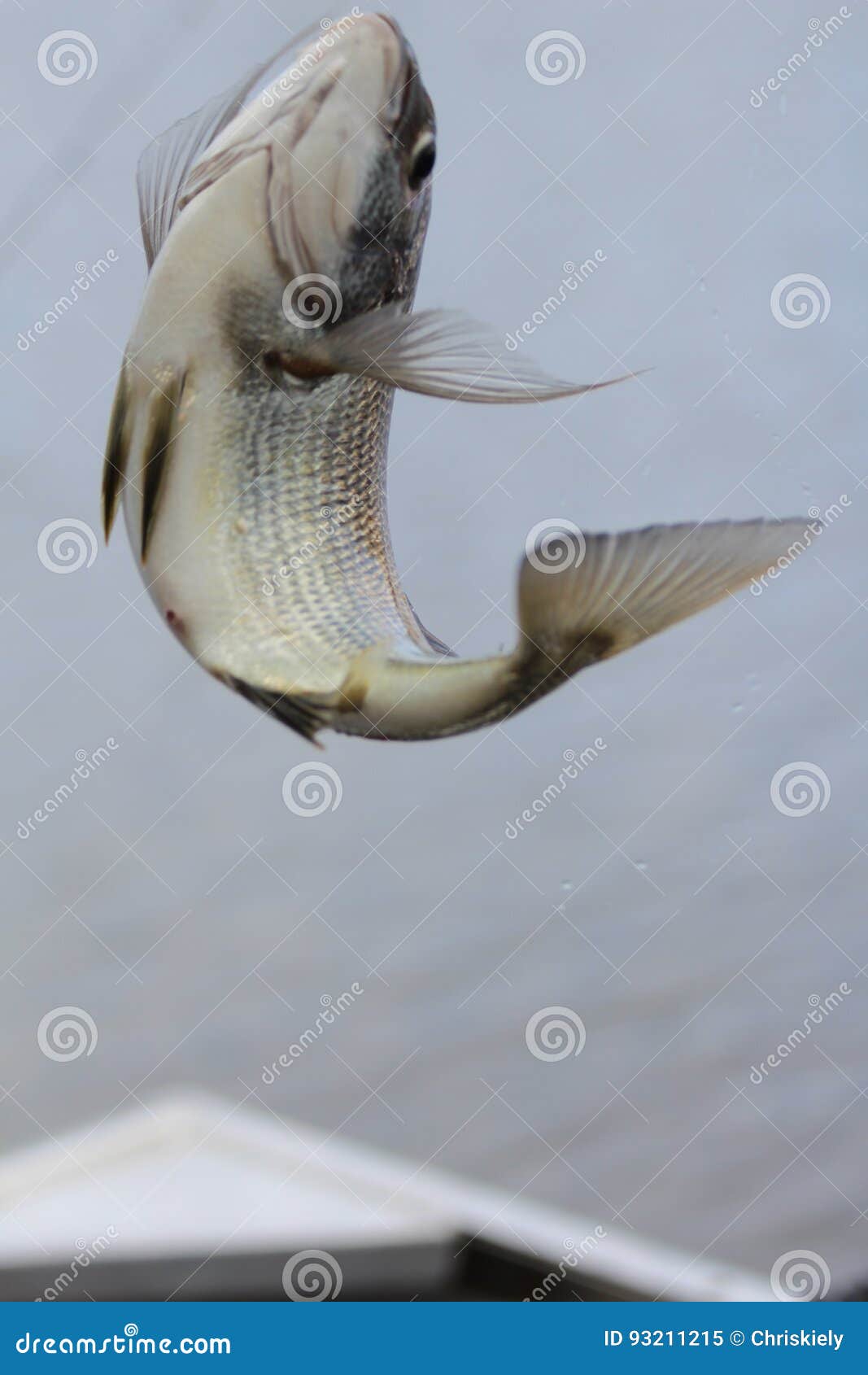 Vliegende vissen stock afbeelding. Image of sprong, onderzoek - 93211215