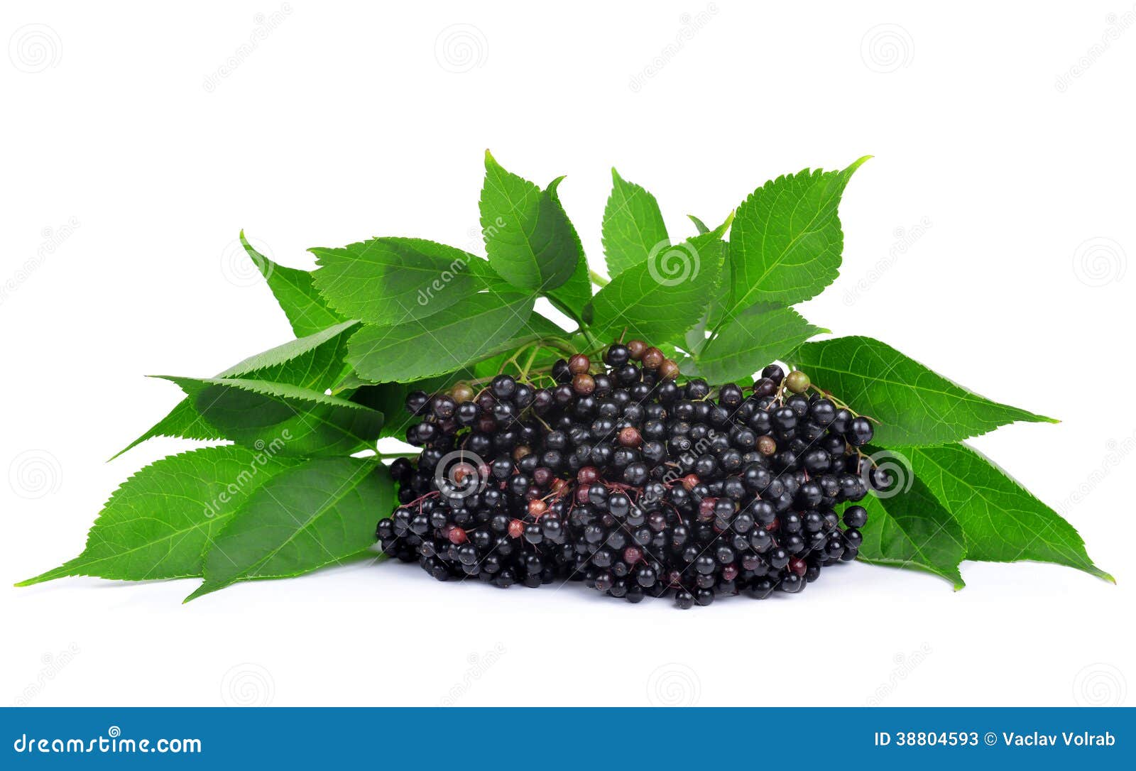 Vlierbes stock afbeelding. Image of vlierbes, vitamine - 38804593