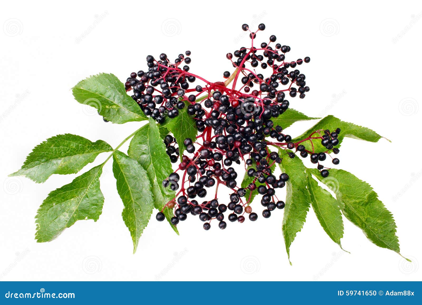 Vlierbes stock foto. Image of nave, kruiden, plantkundige - 59741650