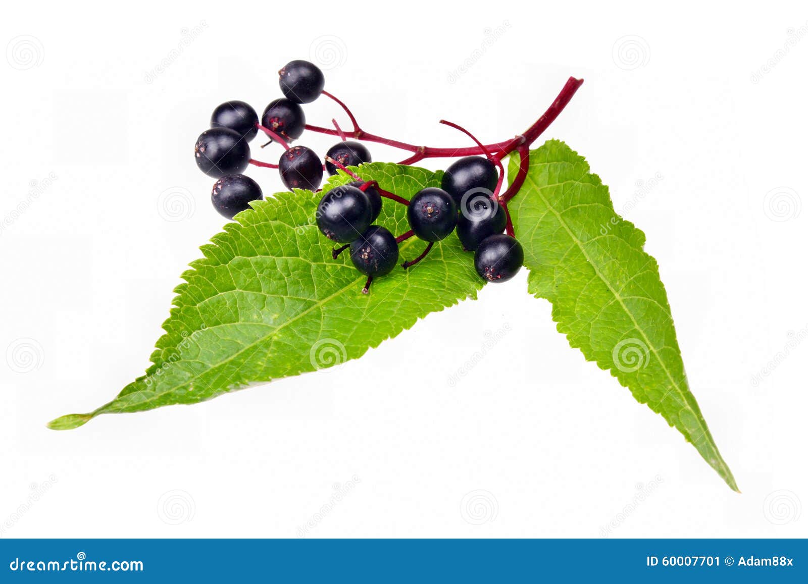 Vlierbes stock afbeelding. Image of griep, rood, ziekte - 60007701