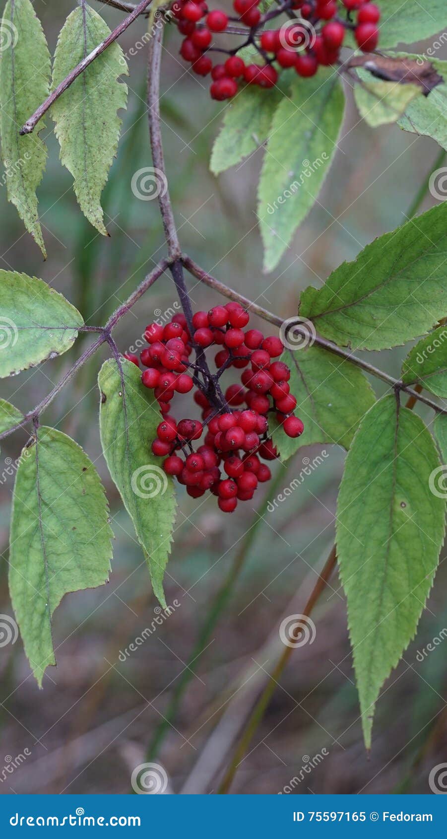 Vlierbes stock afbeelding. Image of installatie, kleur - 75597165