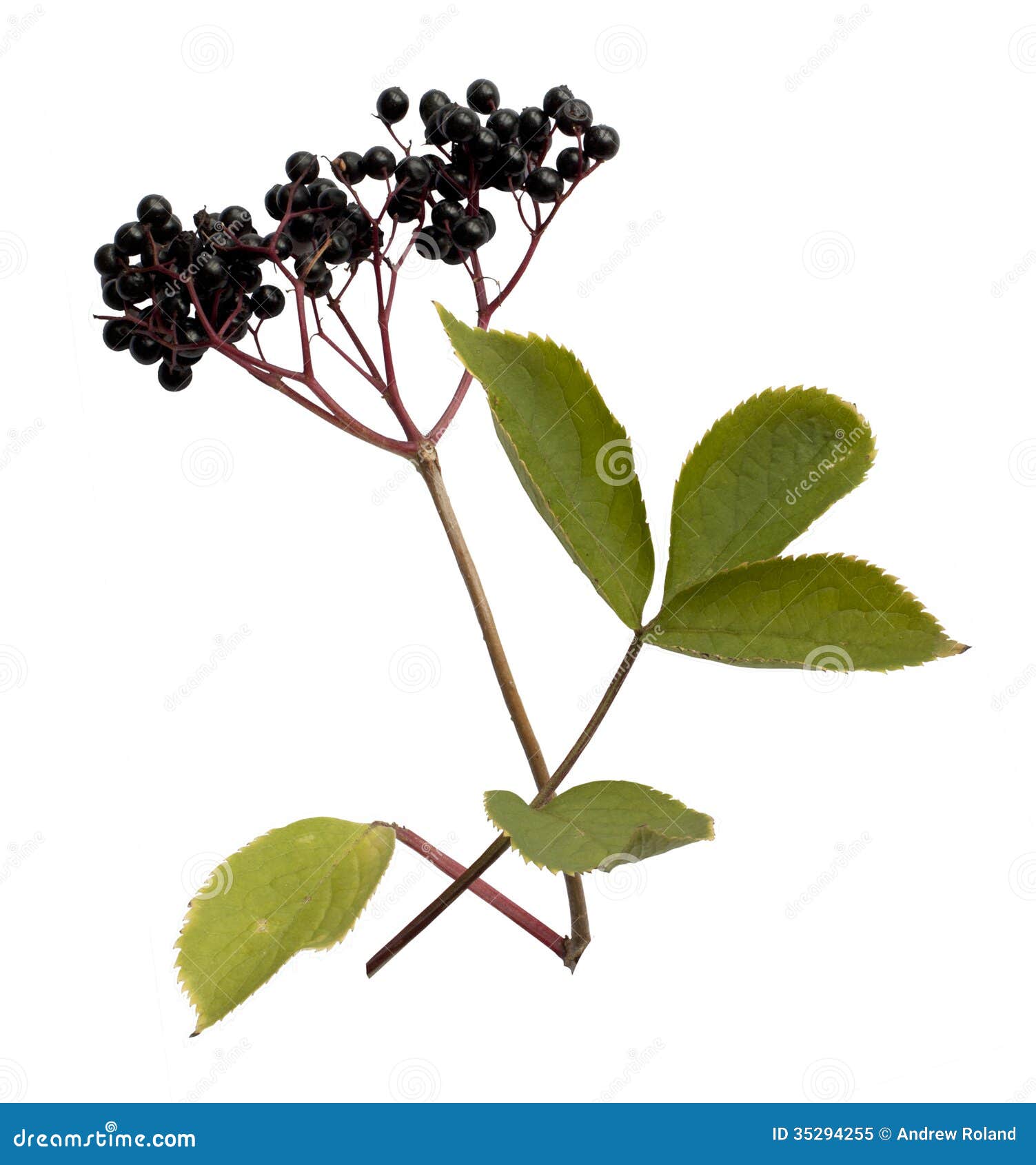 Vlierbes, Sambucus stock afbeelding. Image of flora, europa - 35294255