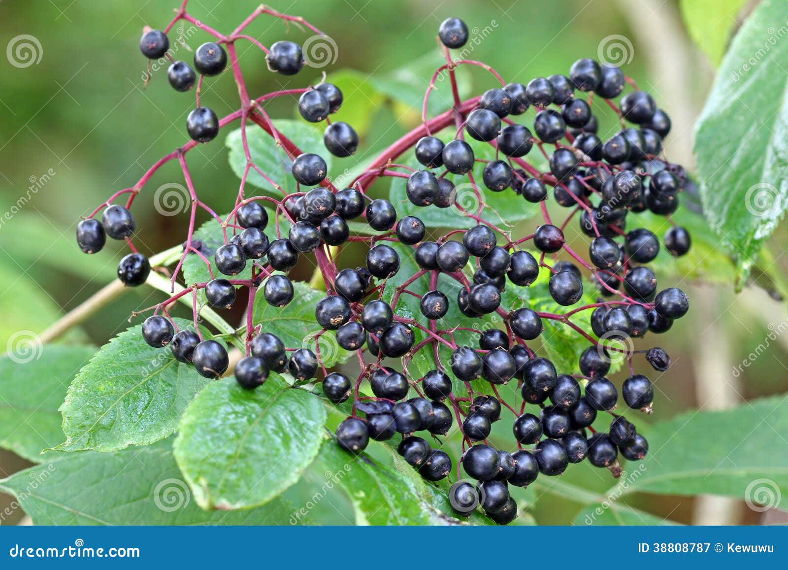 Vlierbes (Sambucus-Bessen) stock afbeelding. Image of organisch - 38808787