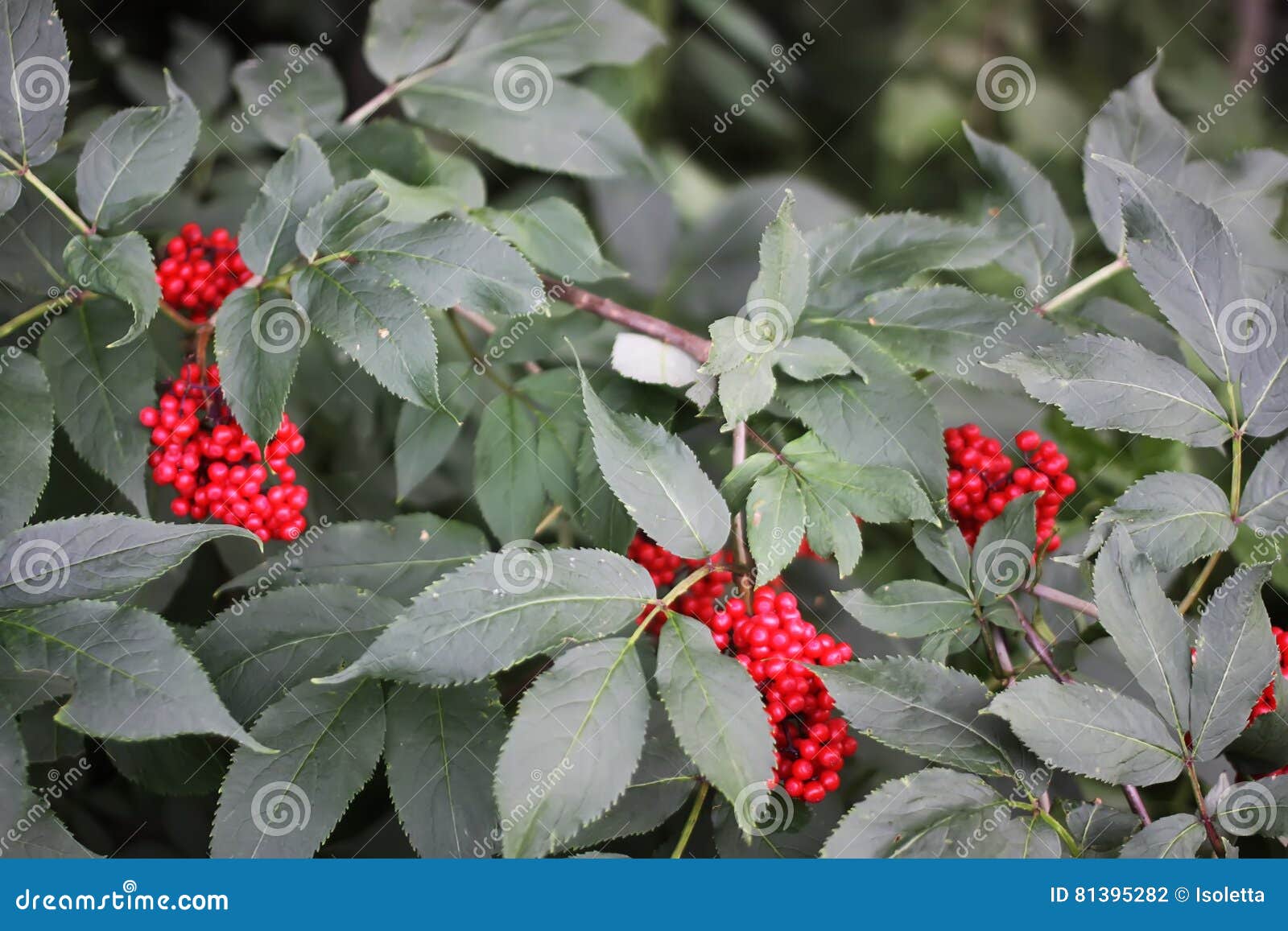 Vlierbes of Sambucus-racemosabessen Stock Foto - Image of rood ...