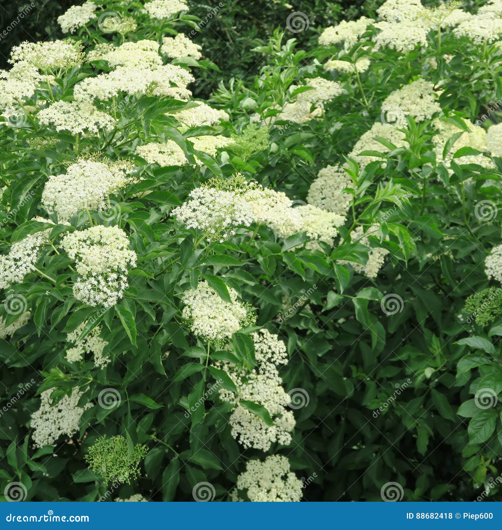 Vlierbes Sambucus, Struik Het Groeien in Oude Struik Stock Foto - Image ...