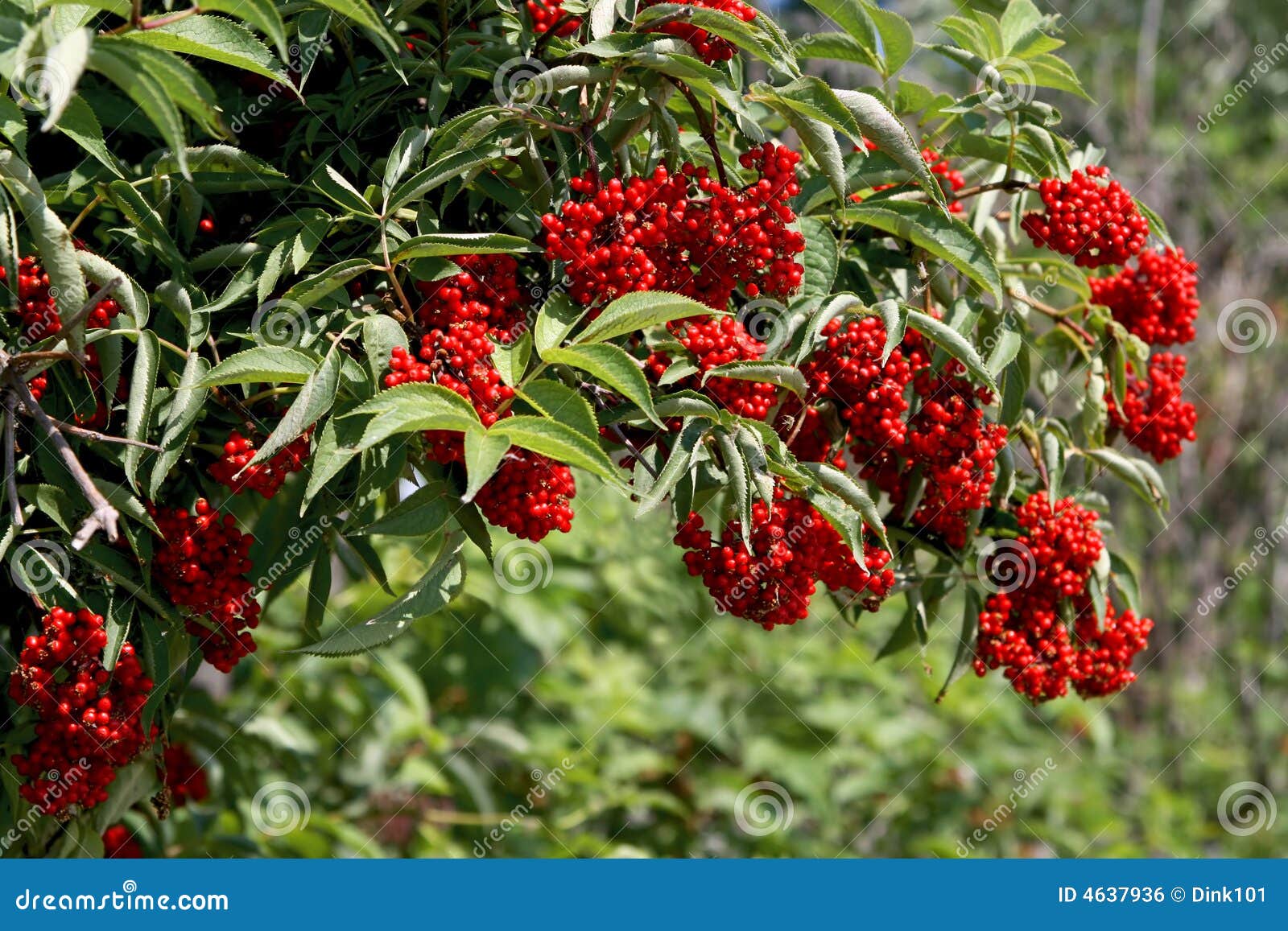 Vlierbessen (racemosa Sambucus) Stock Foto - Image of helder, botanisch ...