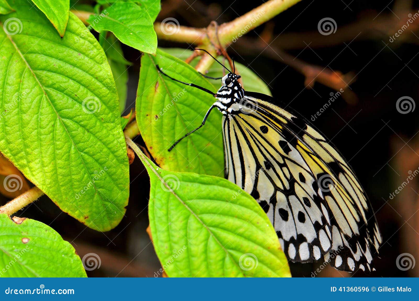 Vlinder, De Boom-Nimf Van Ceylon (Ideeiasonia) Stock Foto - Image of ...
