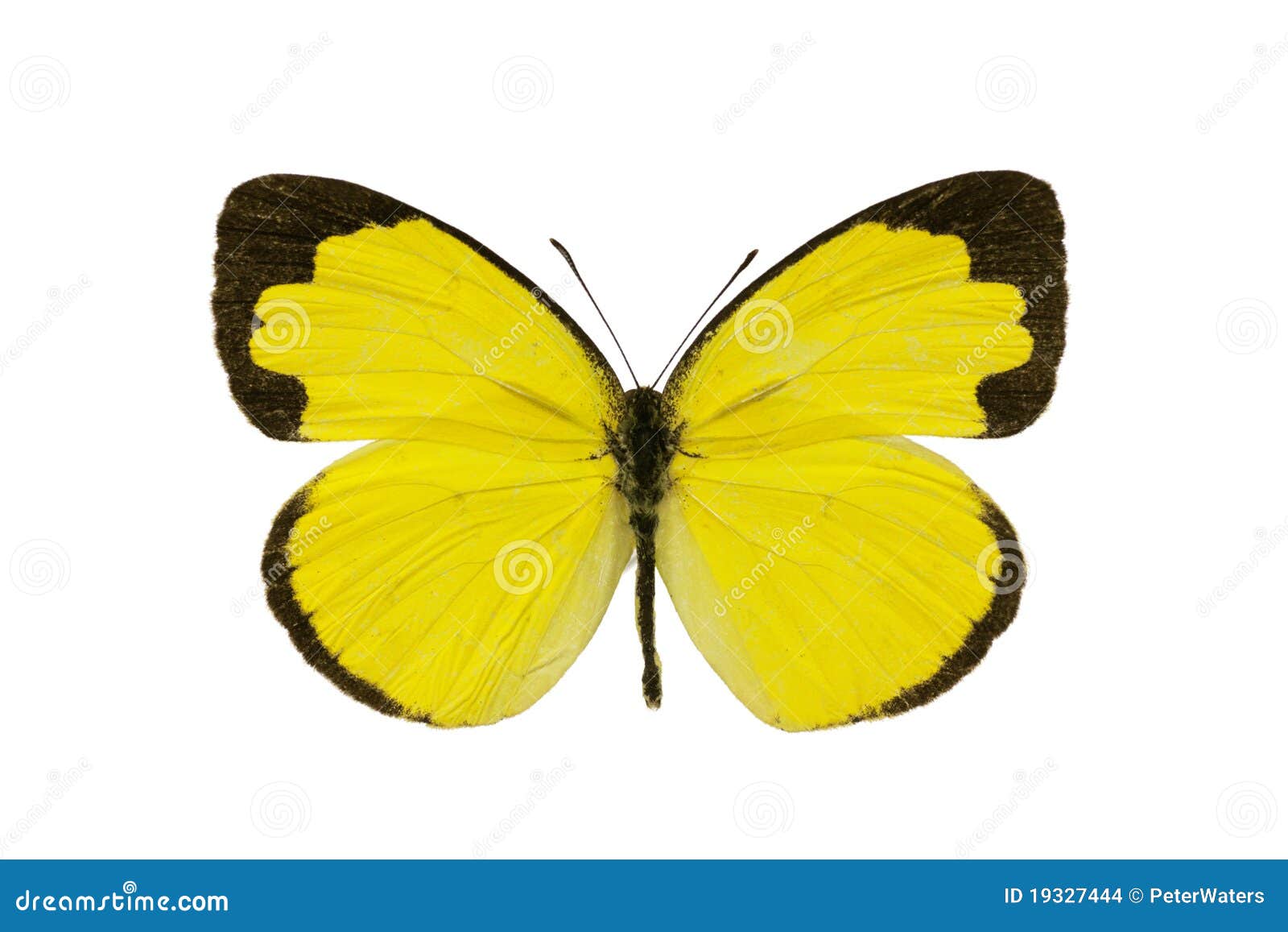 Vlinder, Klein Gras-Geel, Eurema Smilax Stock Foto - Image of sluit ...