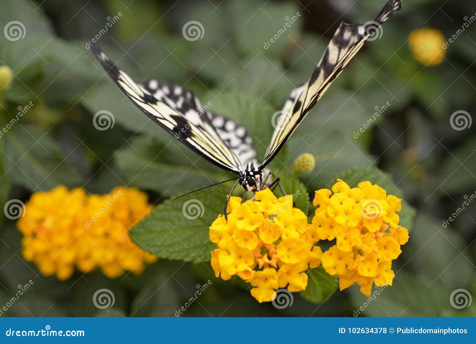 Vlinder, Motten En Vlinders, Insect, Nectar Picture. Image: 102634378