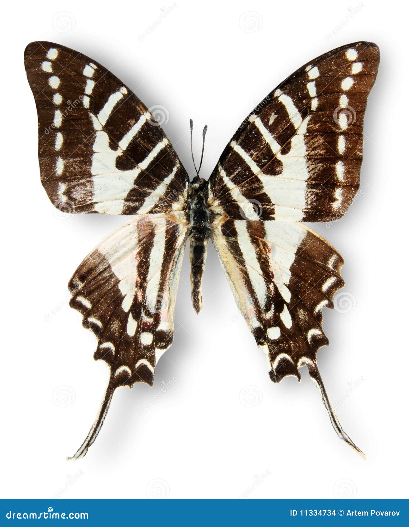 Vlinder Op De Witte Achtergrond Geïsoleerd Stock Foto - Image of ...