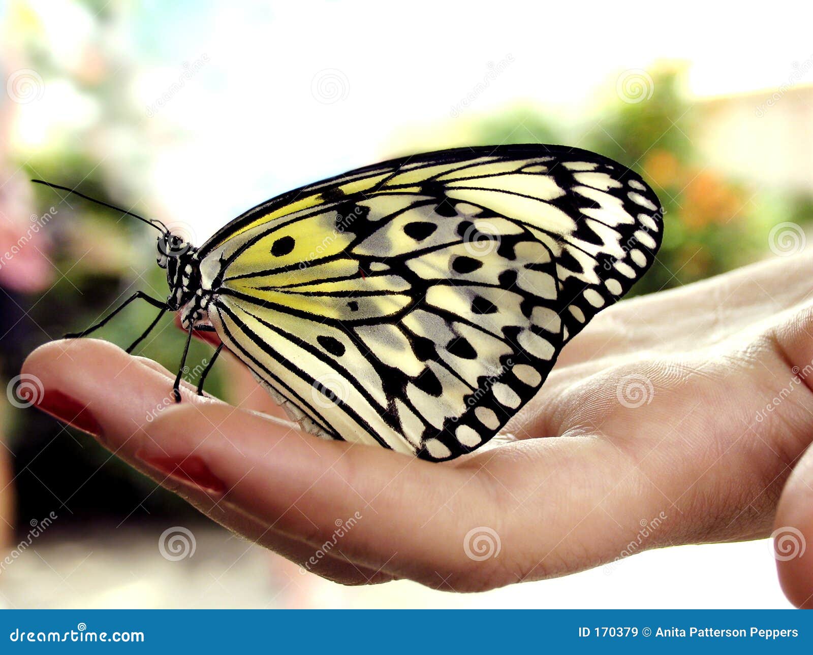 Vlinder op hand stock afbeelding. Image of vingers, insect - 170379