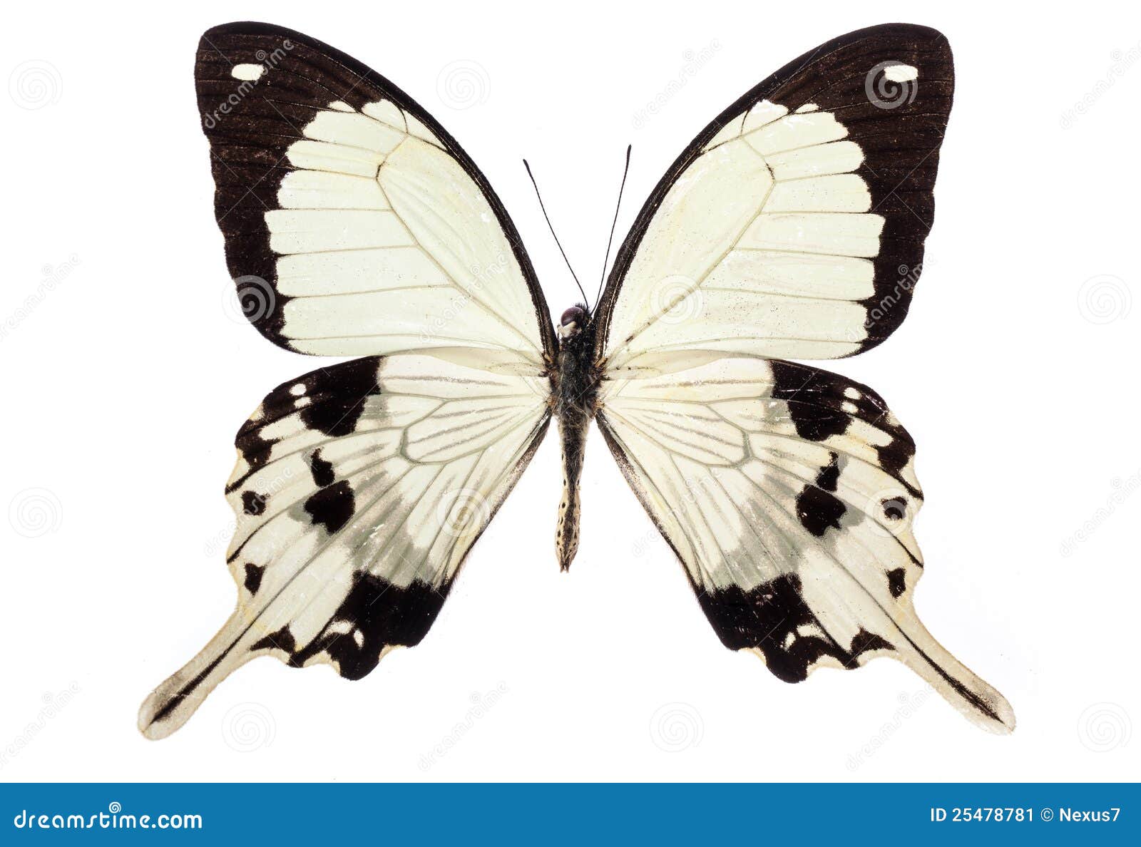 Vlinder op wit stock afbeelding. Image of helder, zwart - 25478781