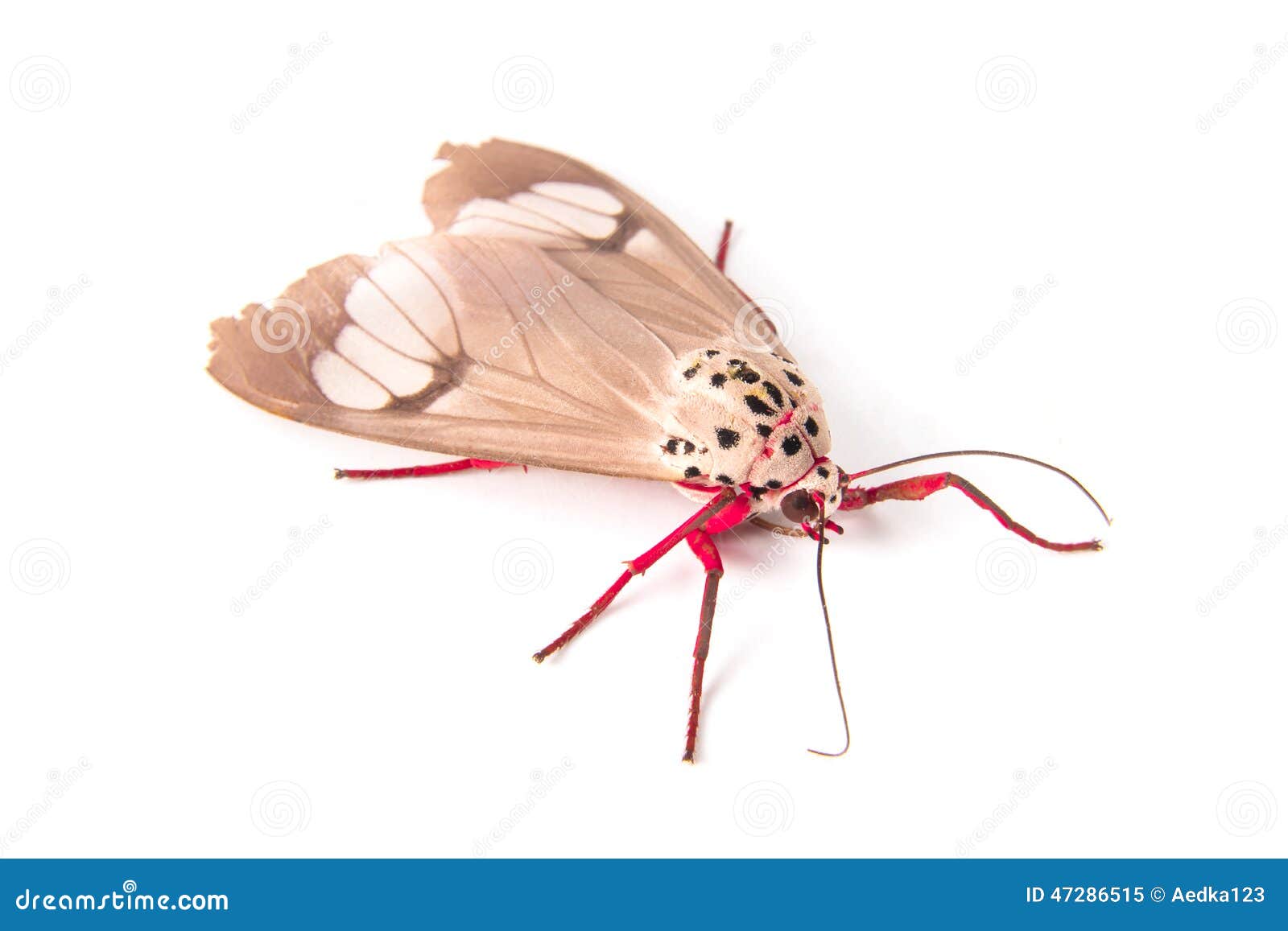 Vlinder van Zijdemot stock afbeelding. Image of voeler - 47286515