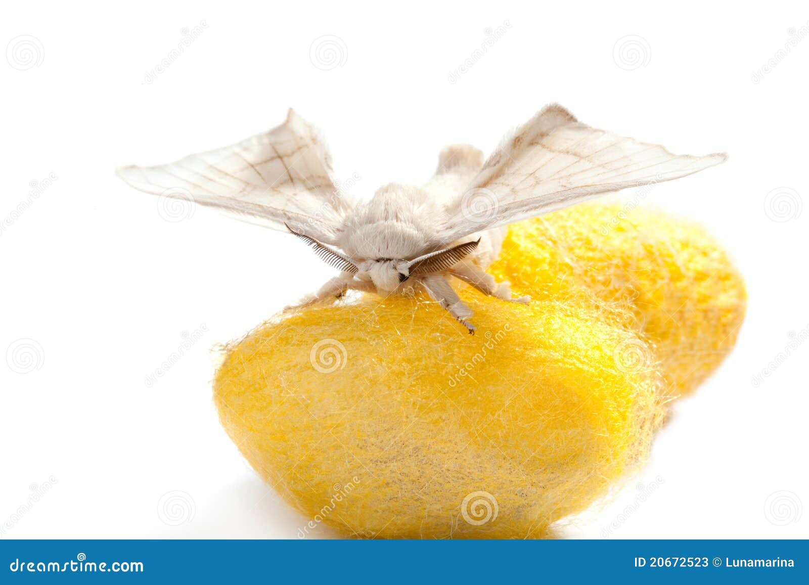 Vlinder Van Zijderups Over Gele Cocon Op Wit Stock Afbeelding - Image ...