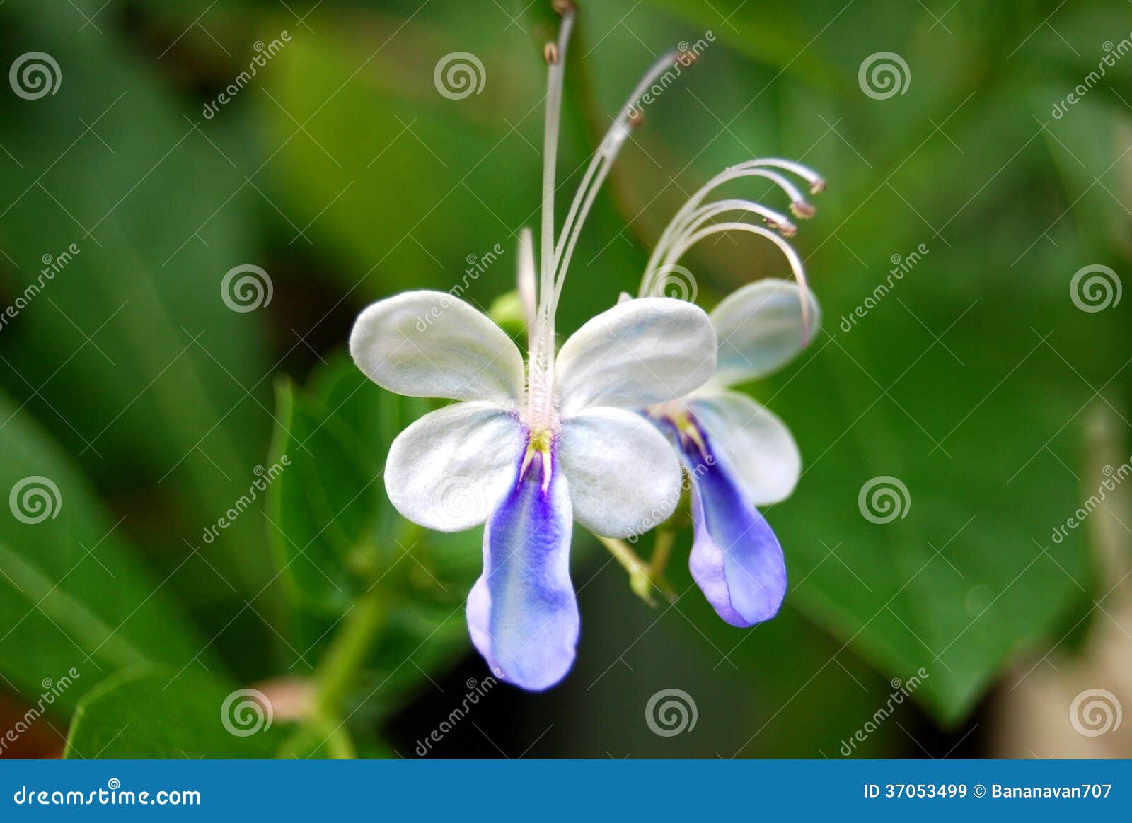 Vlinderbloem stock afbeelding. Image of vlinder, aardig - 37053499