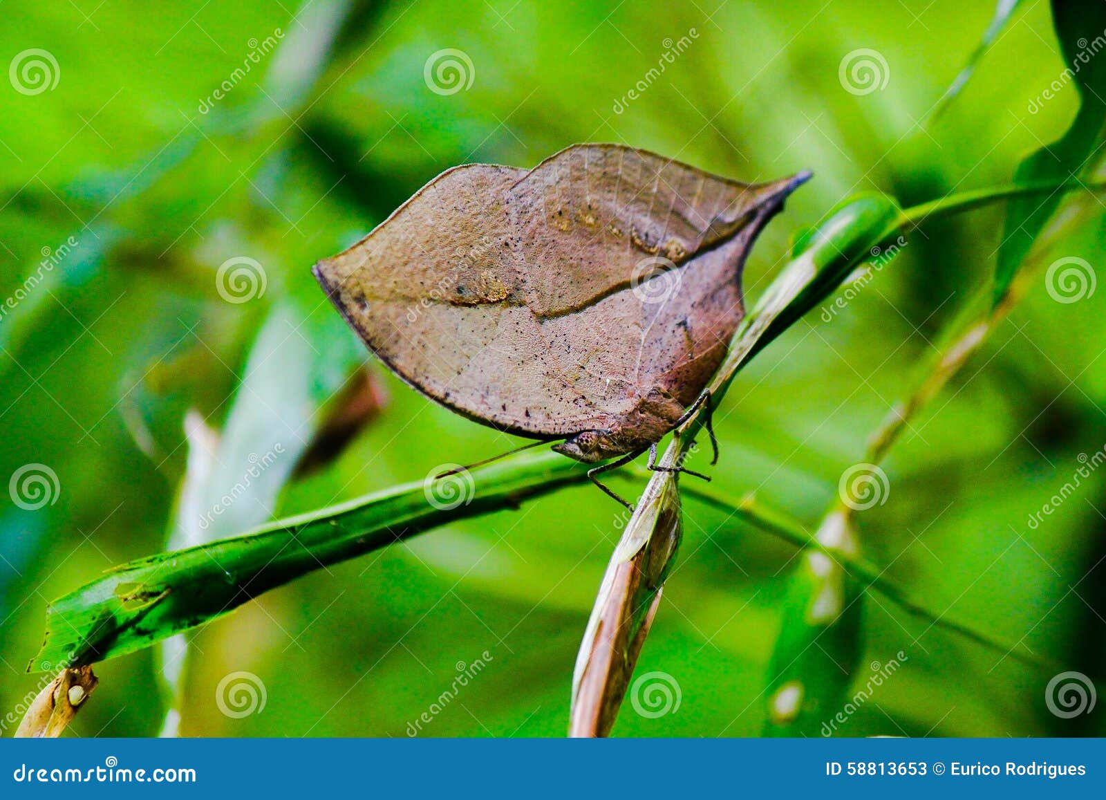 Vlindercamouflage - Oranje Oakleaf of Dode Bladvlinder Stock Afbeelding ...