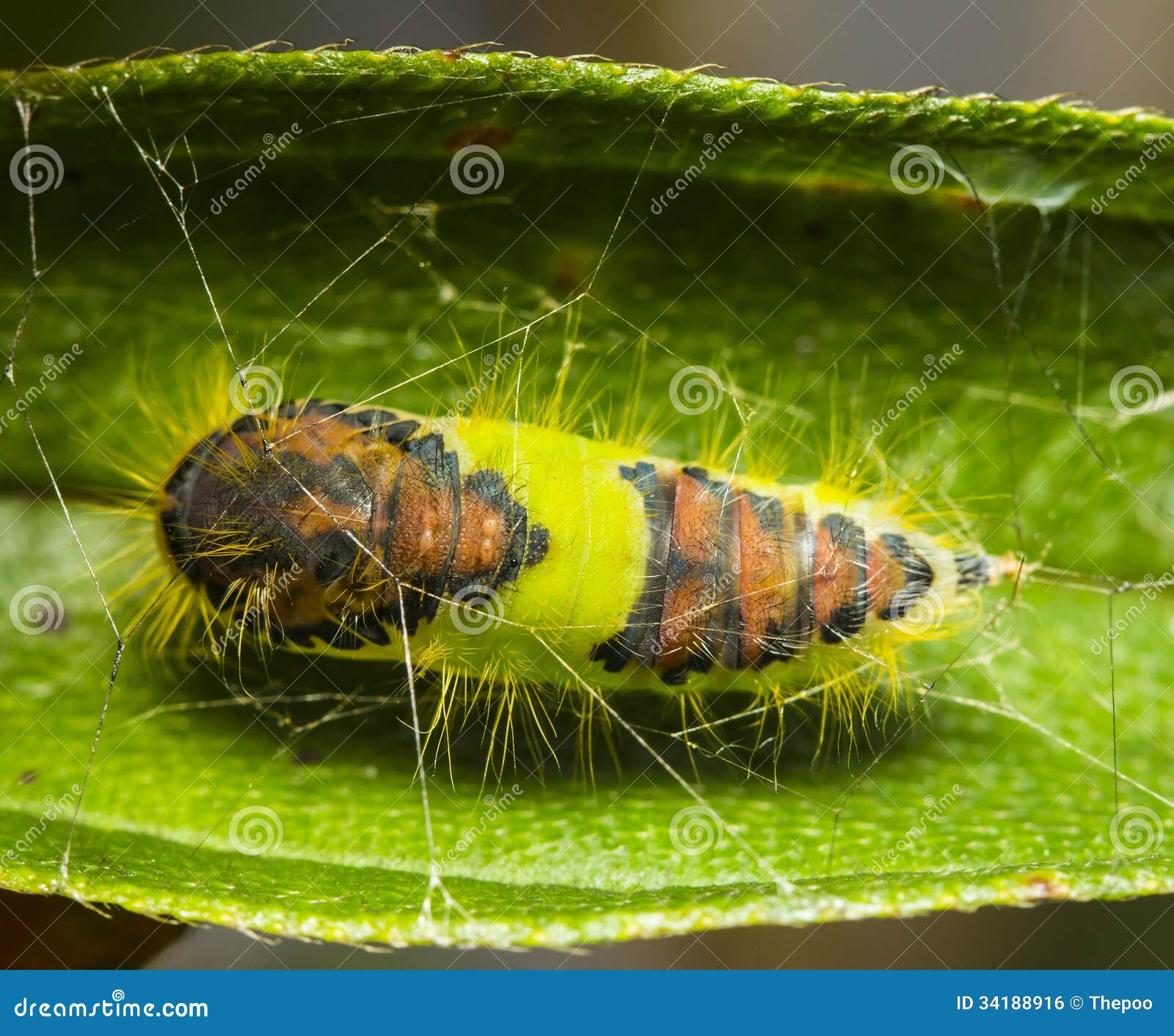 Vlinderpop. stock foto. Image of larve, rupsband, verandering - 34188916