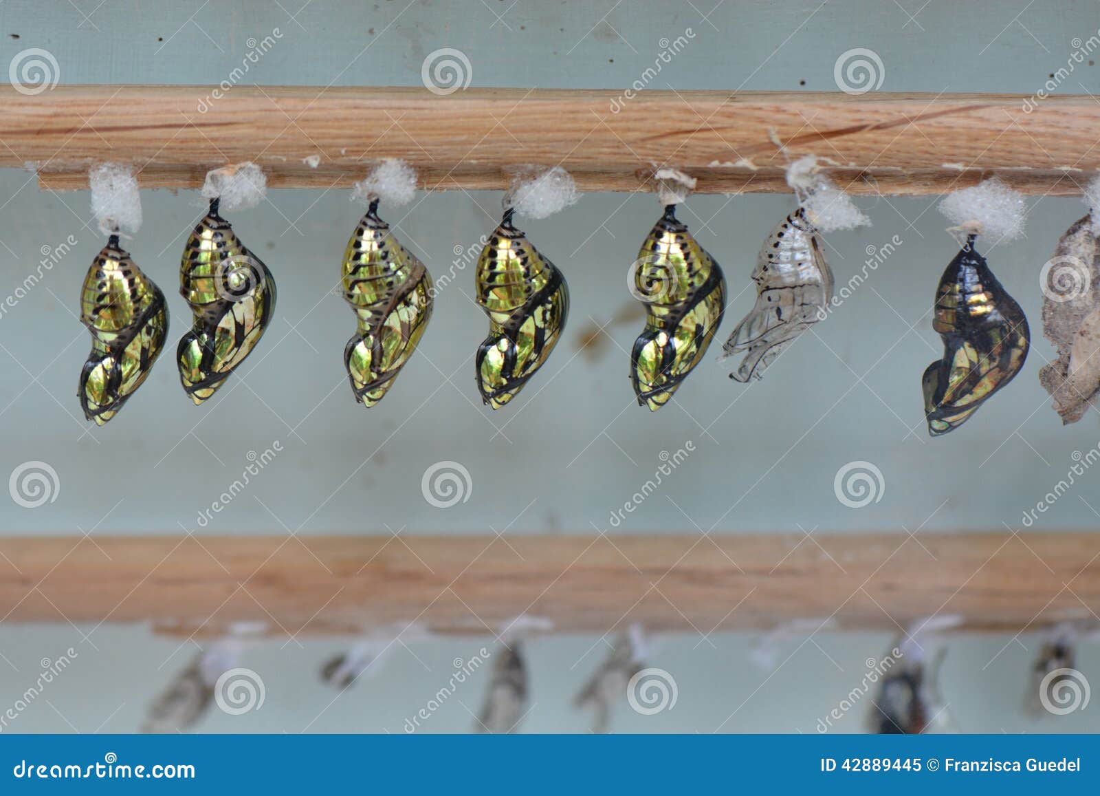 Vlinderpop Pupas stock afbeelding. Image of nesten, inactief - 42889445