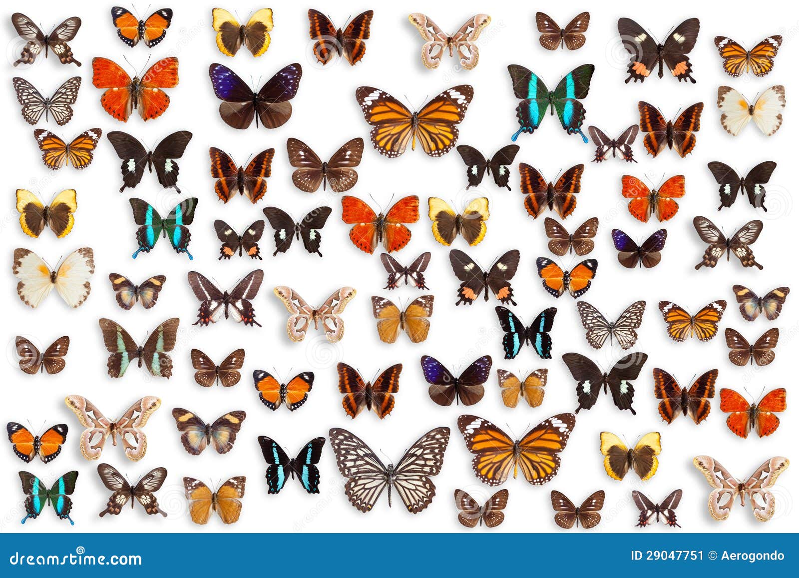 Vlinders stock afbeelding. Image of insect, mooi, foto - 29047751