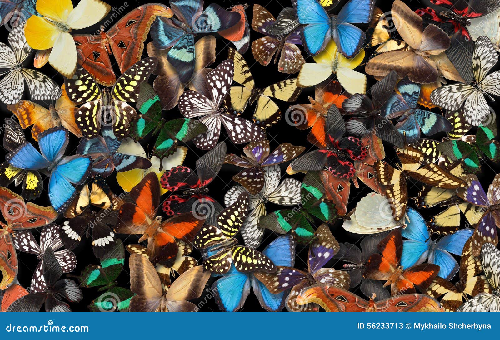 Vlinders stock afbeelding. Image of schoonheid, vliegen - 56233713