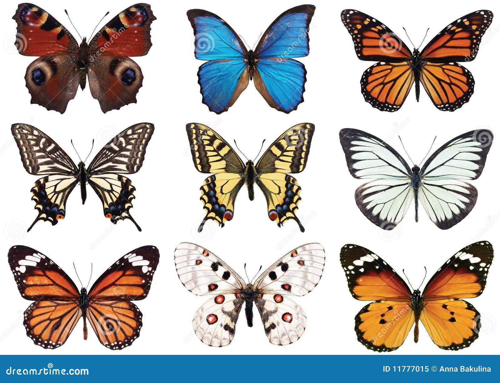 Vlinders Die Op Wit Worden Geïsoleerde Stock Illustratie - Illustration ...