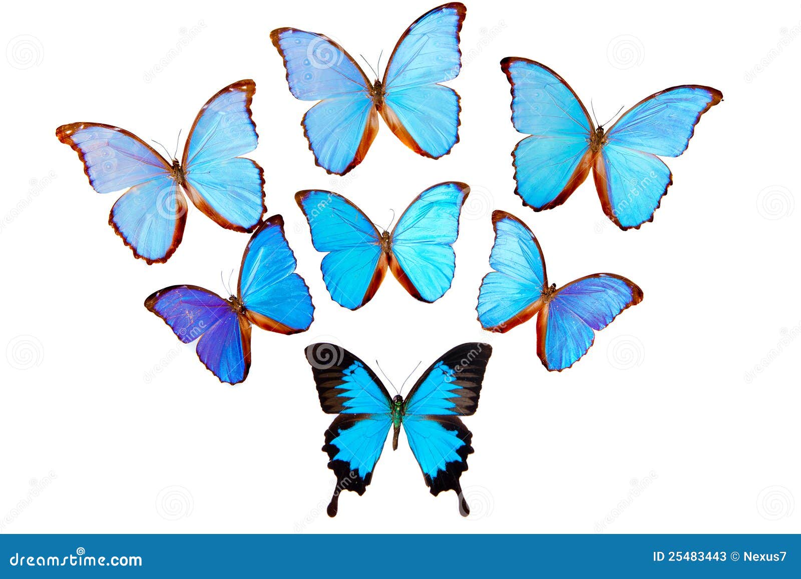 Vlinders op wit stock afbeelding. Image of achtergrond - 25483443