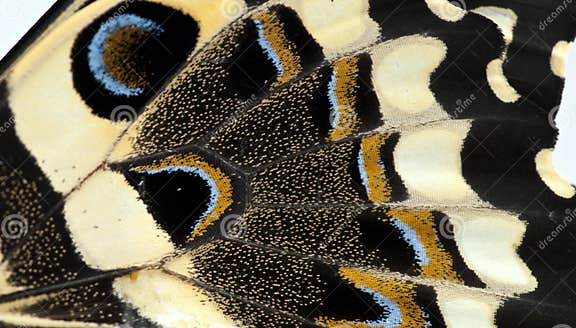 Vlindervleugel stock foto. Image of patroon, zwart, blauw - 37529534