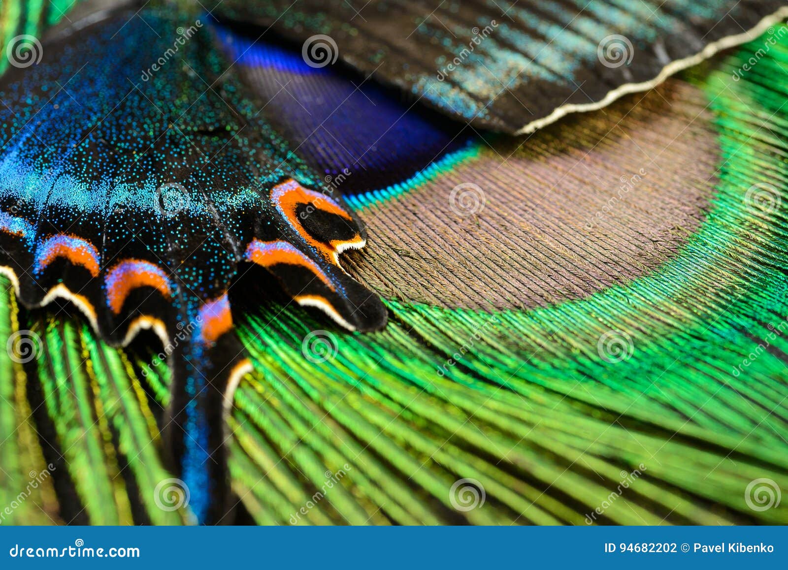 Vlindervleugel en veer stock foto. Image of samenvatting - 94682202