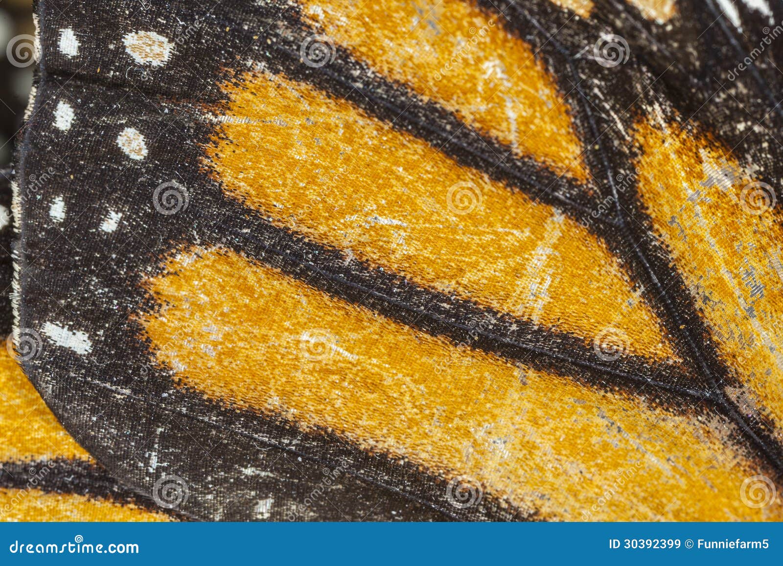 Vlindervleugel Van Oude Versleten Monarch Stock Afbeelding - Image of ...