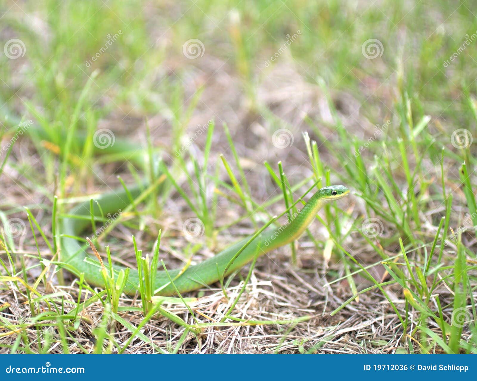 Vlotte Groene Slang in Gras Stock Foto - Image of gras, wild: 19712036