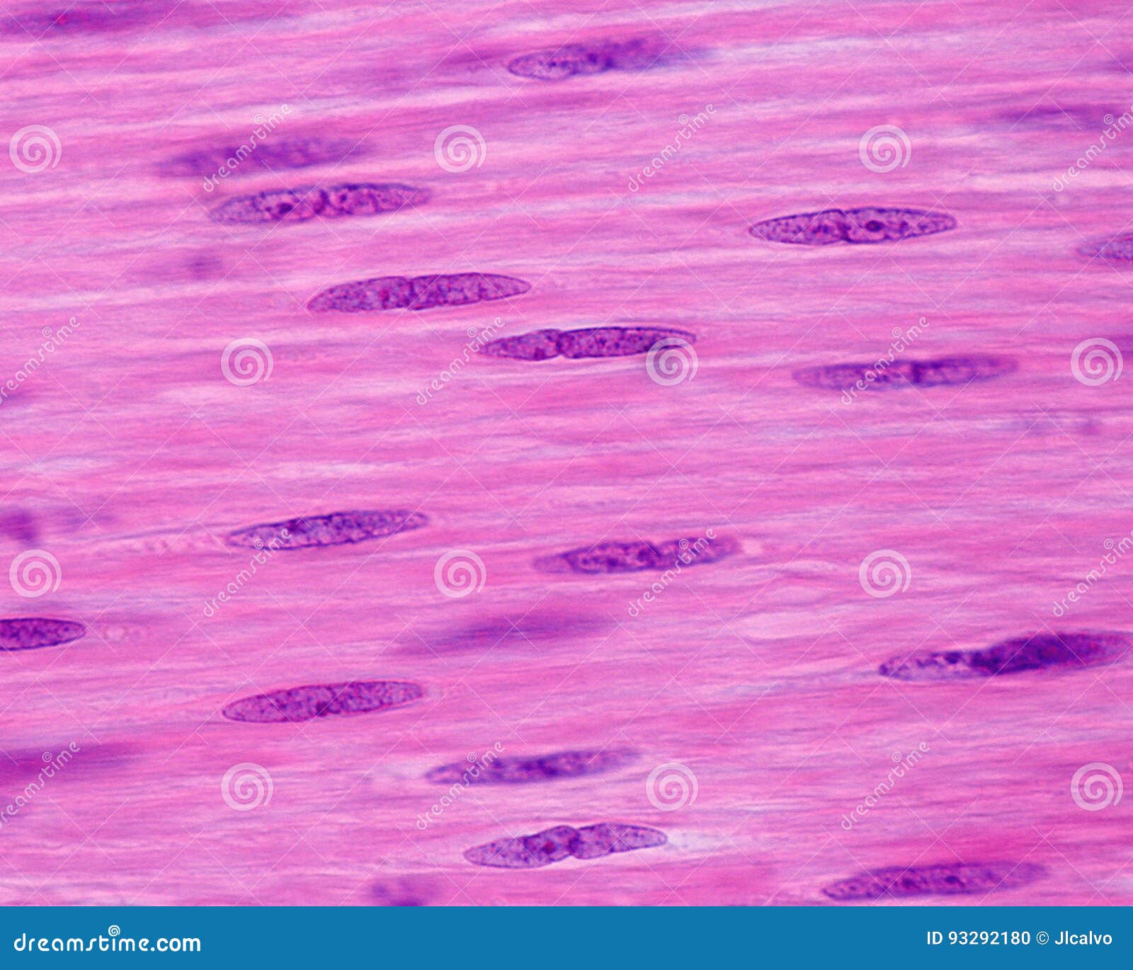 Vlotte spiercellen kernen stock foto. Image of microscopisch - 93292180