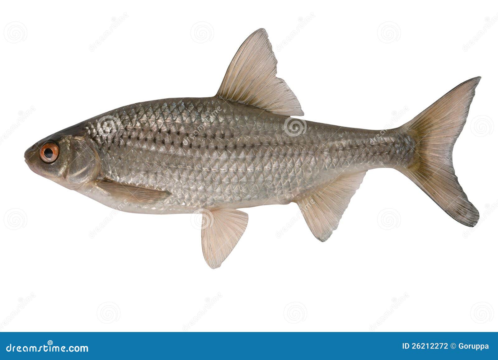 Vobla stock photo. Image of rudd, meal, ingredient, freshwater - 26212272