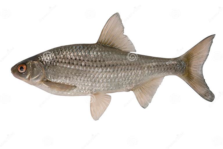 Vobla stock photo. Image of rudd, meal, ingredient, freshwater - 26212272