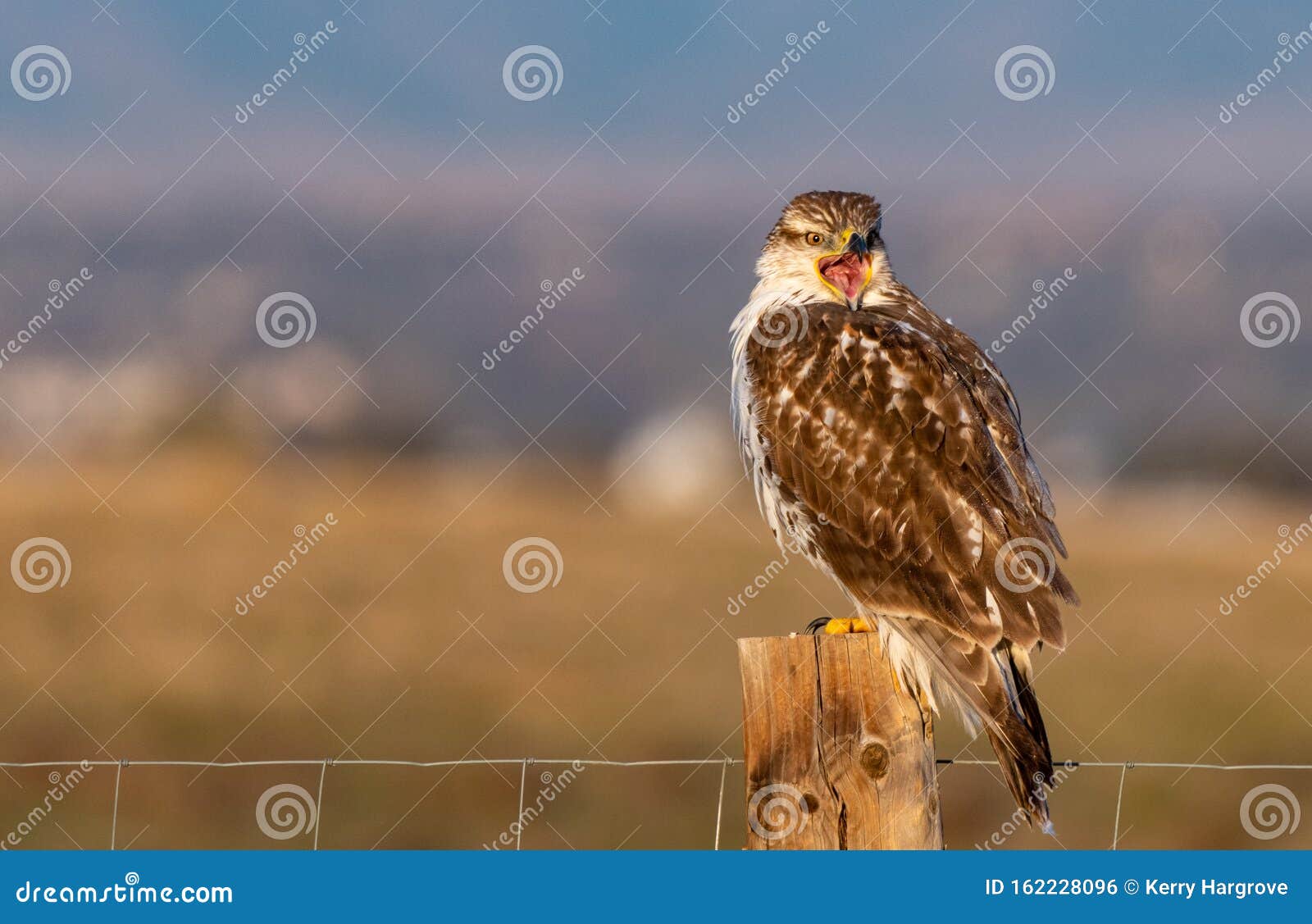 Ferruginous Hawk Screaming Photos - Free & Royalty-Free Stock Photos ...