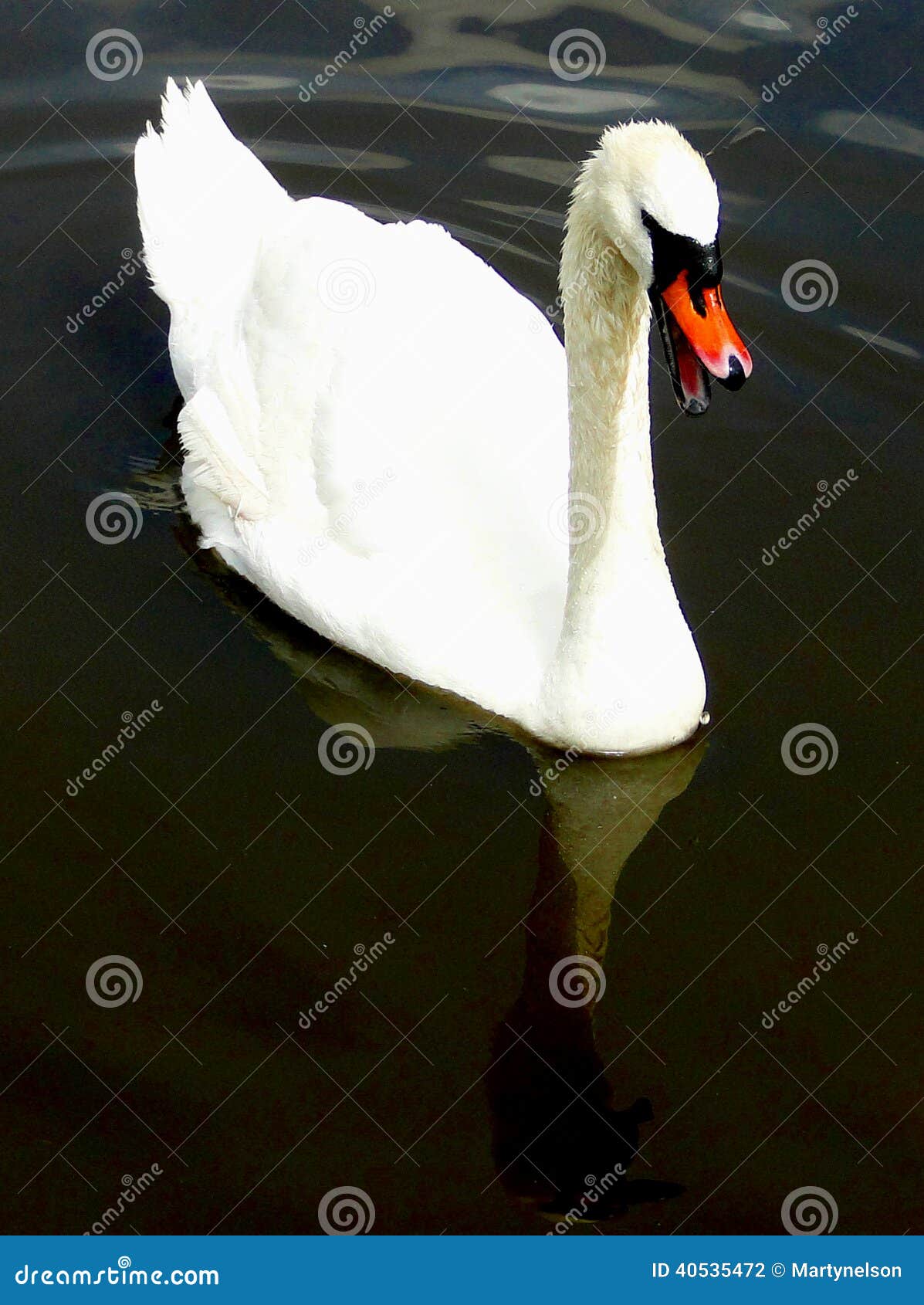 Vocal Swan stock photo. Image of wildlife, western, mouth - 40535472